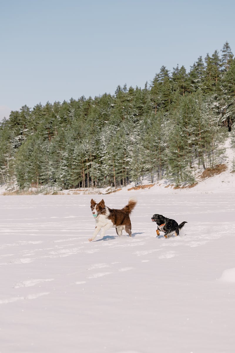 Two Angry Dogs Photos, Download The BEST Free Two Angry Dogs Stock ...