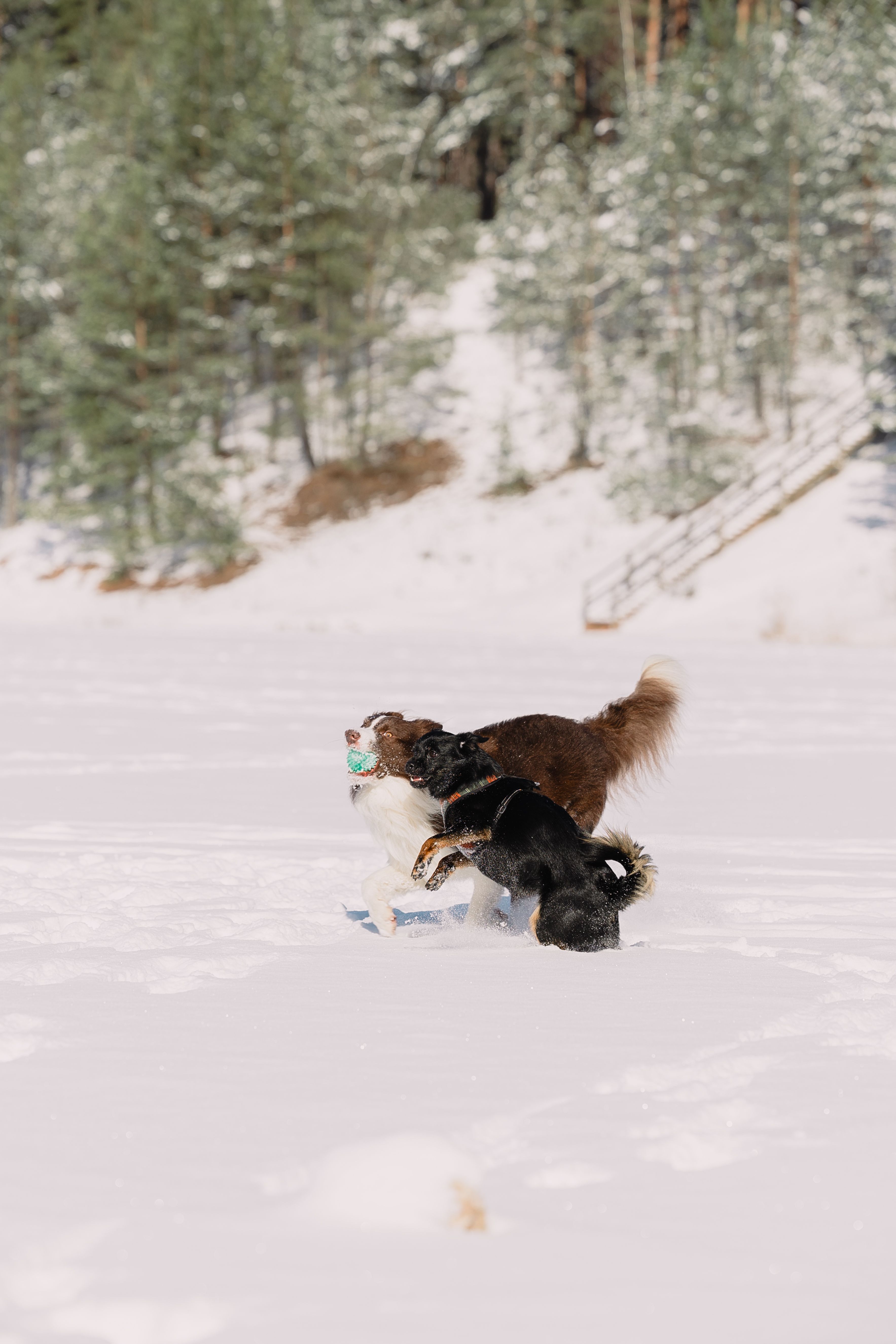 Playful Dogs in Snowy Winter Landscape · Free Stock Photo