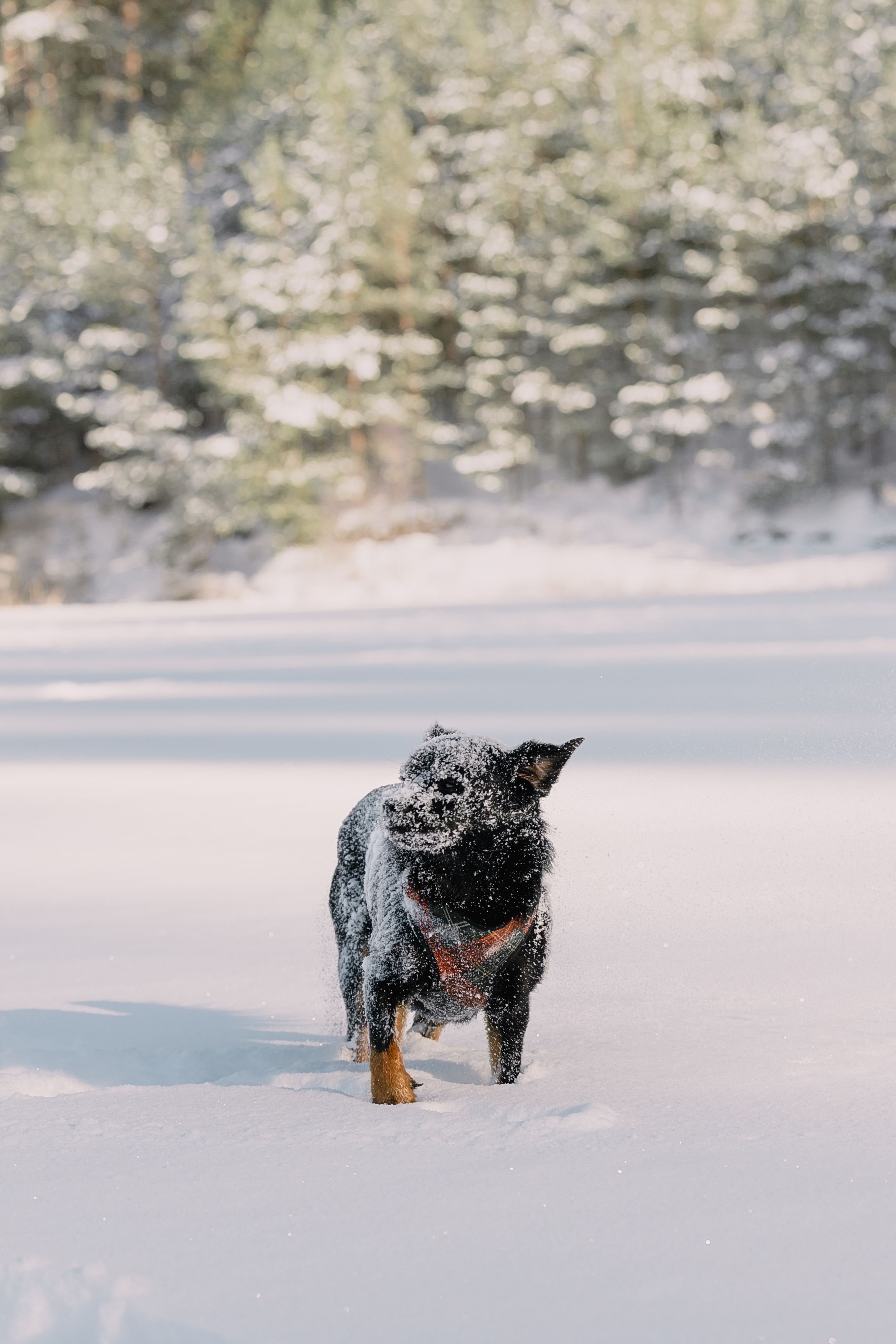 American Cattle Dog Photos, Download The BEST Free American Cattle Dog ...
