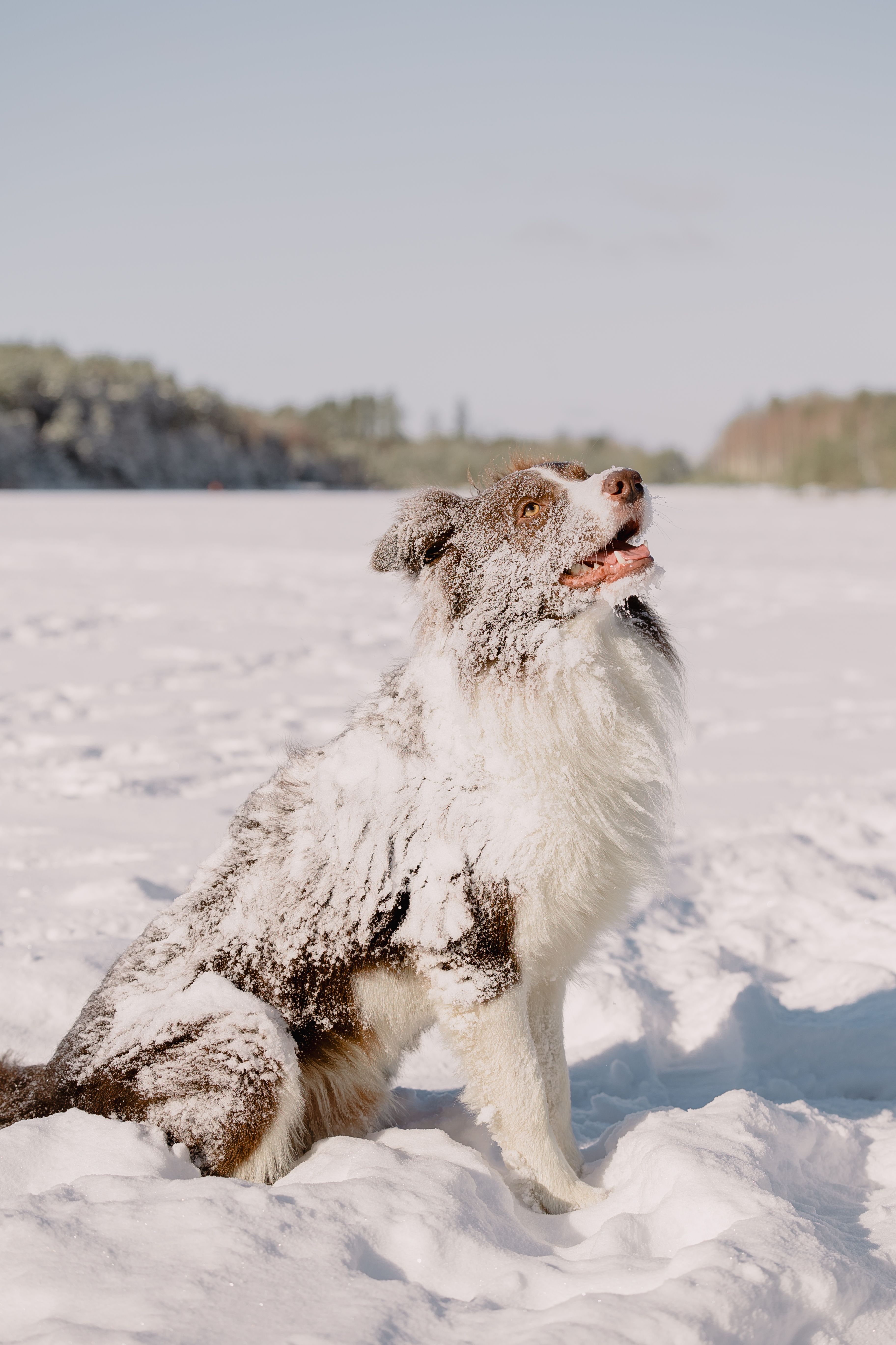 Happy Australian Shepherd in Snow-Covered Landscape · Free Stock Photo