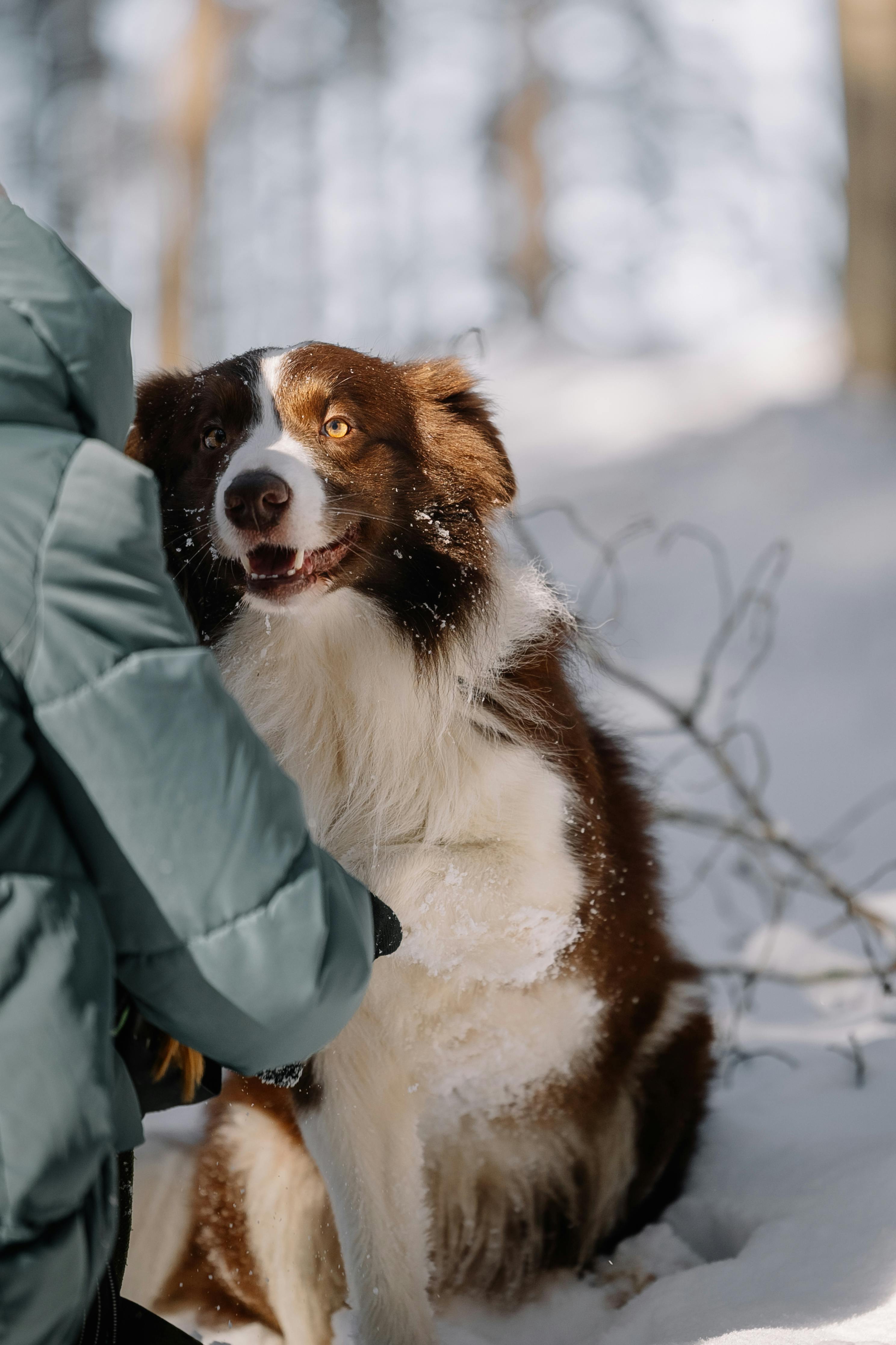 Russell Shepherd Photos, Download The BEST Free Russell Shepherd Stock ...