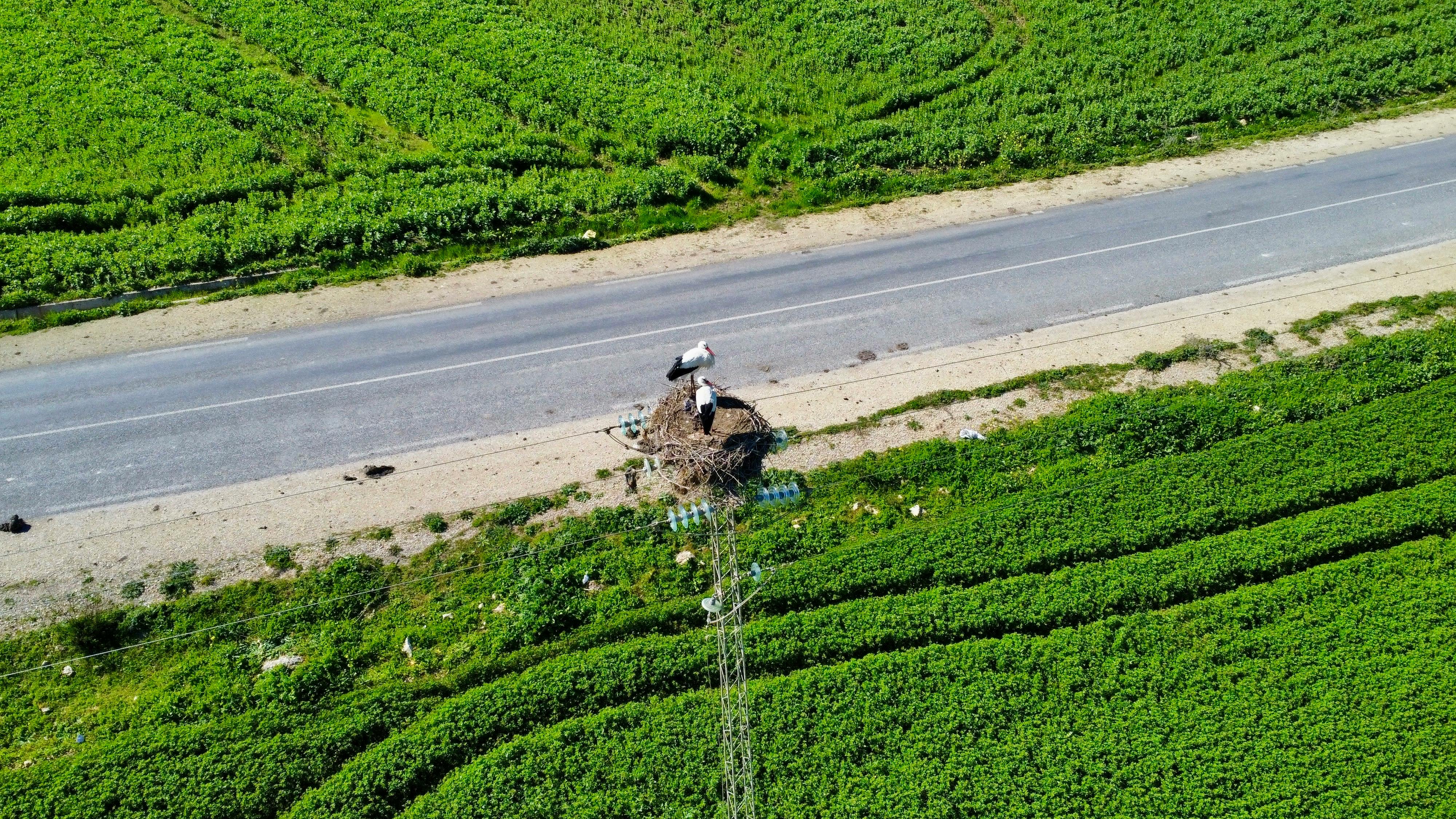 Aerial View of Stork Nest by Rural Road in Tunisia · Free Stock Photo