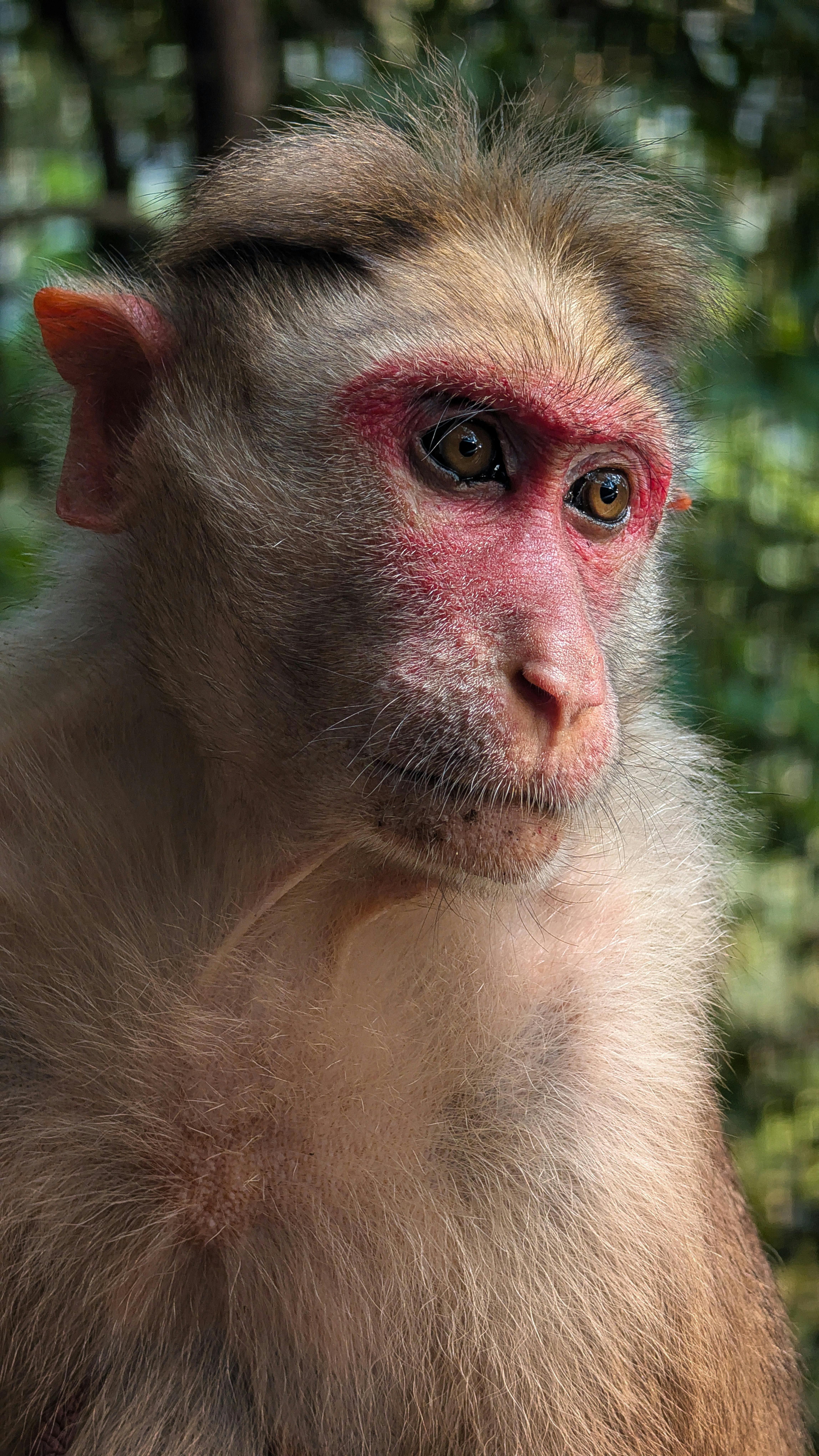 Close-up of a Rhesus Macaque in Kerala · Free Stock Photo
