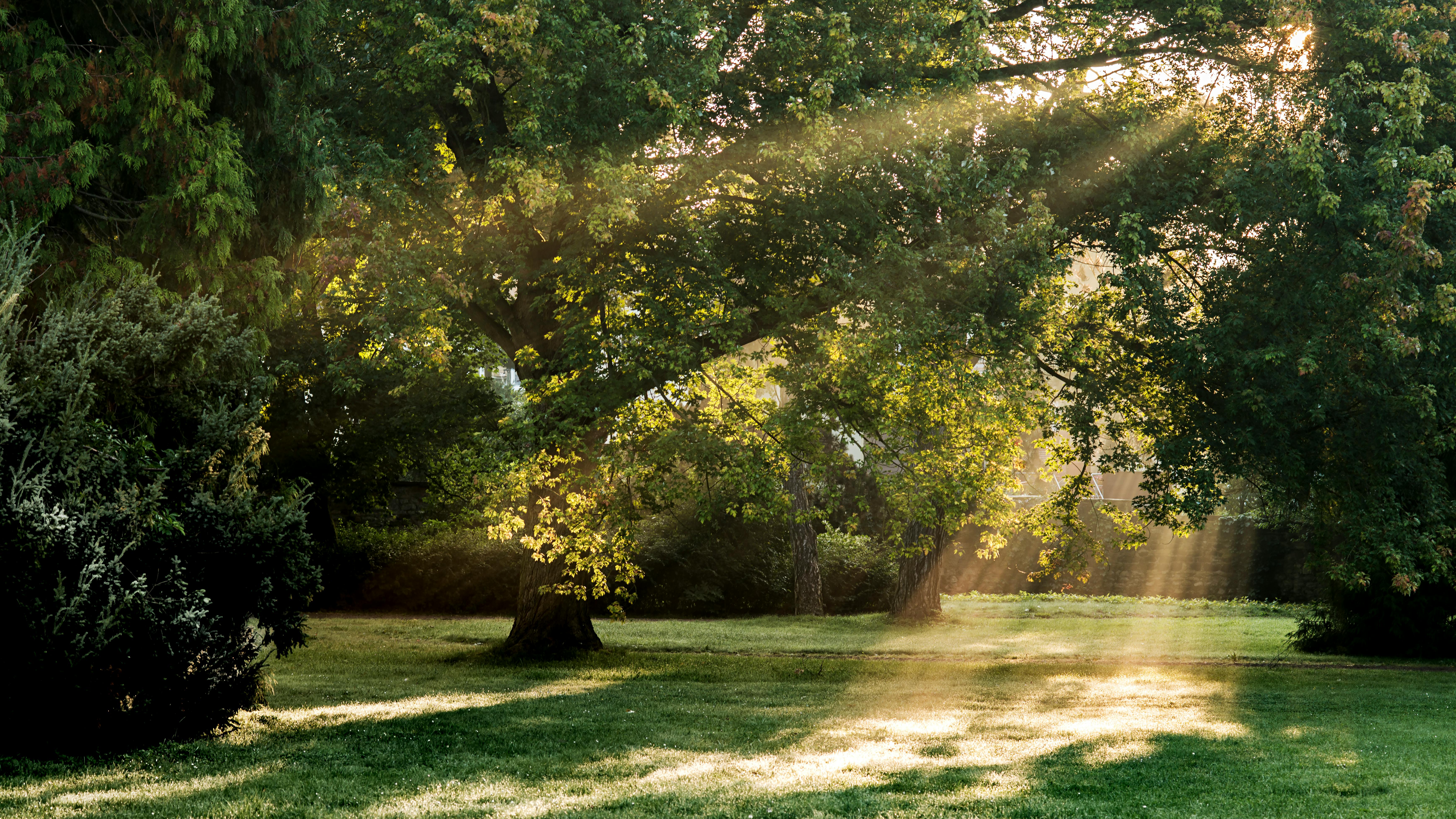 Sunlight Filtering Through Trees in Gotha Park · Free Stock Photo