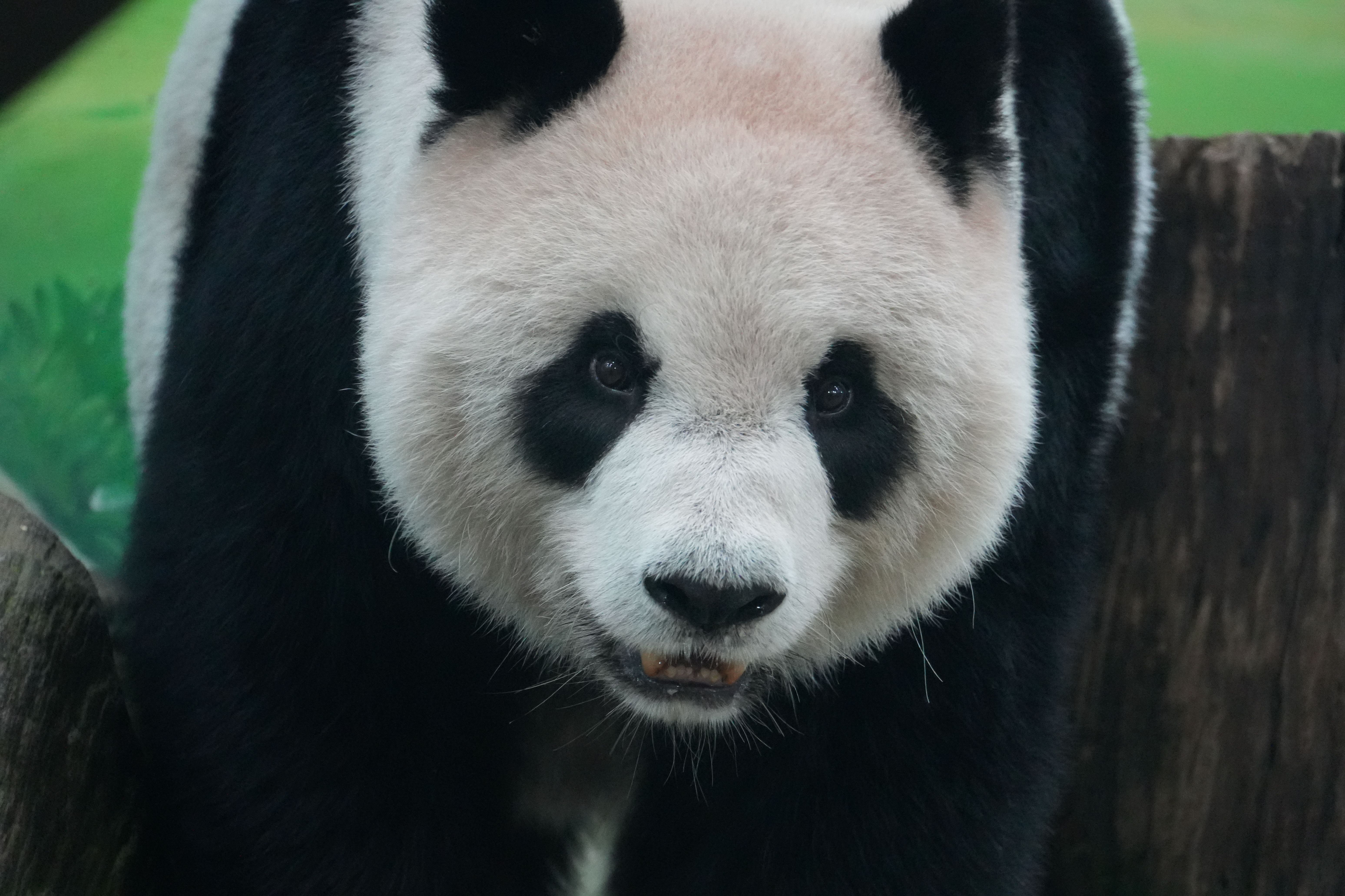 Close-up of Giant Panda in Taipei Zoo Habitat · Free Stock Photo