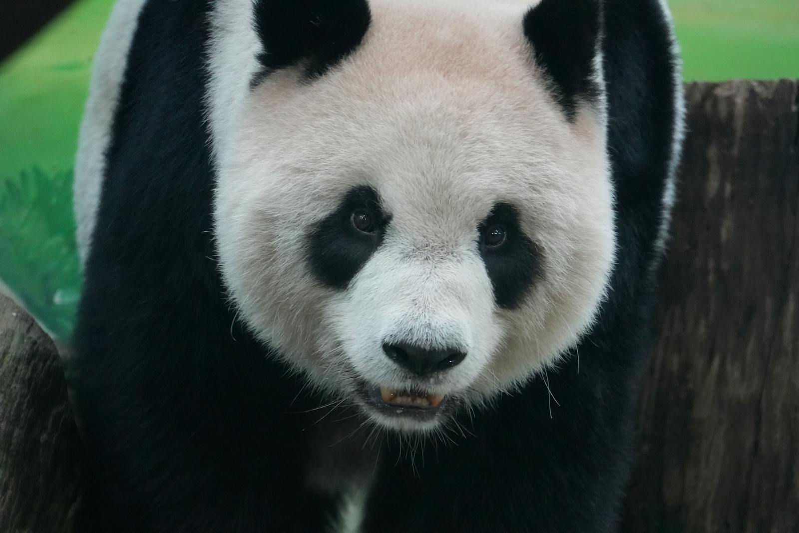 700+ Best Panda Photos · 100% Free Download · Pexels Stock Photos