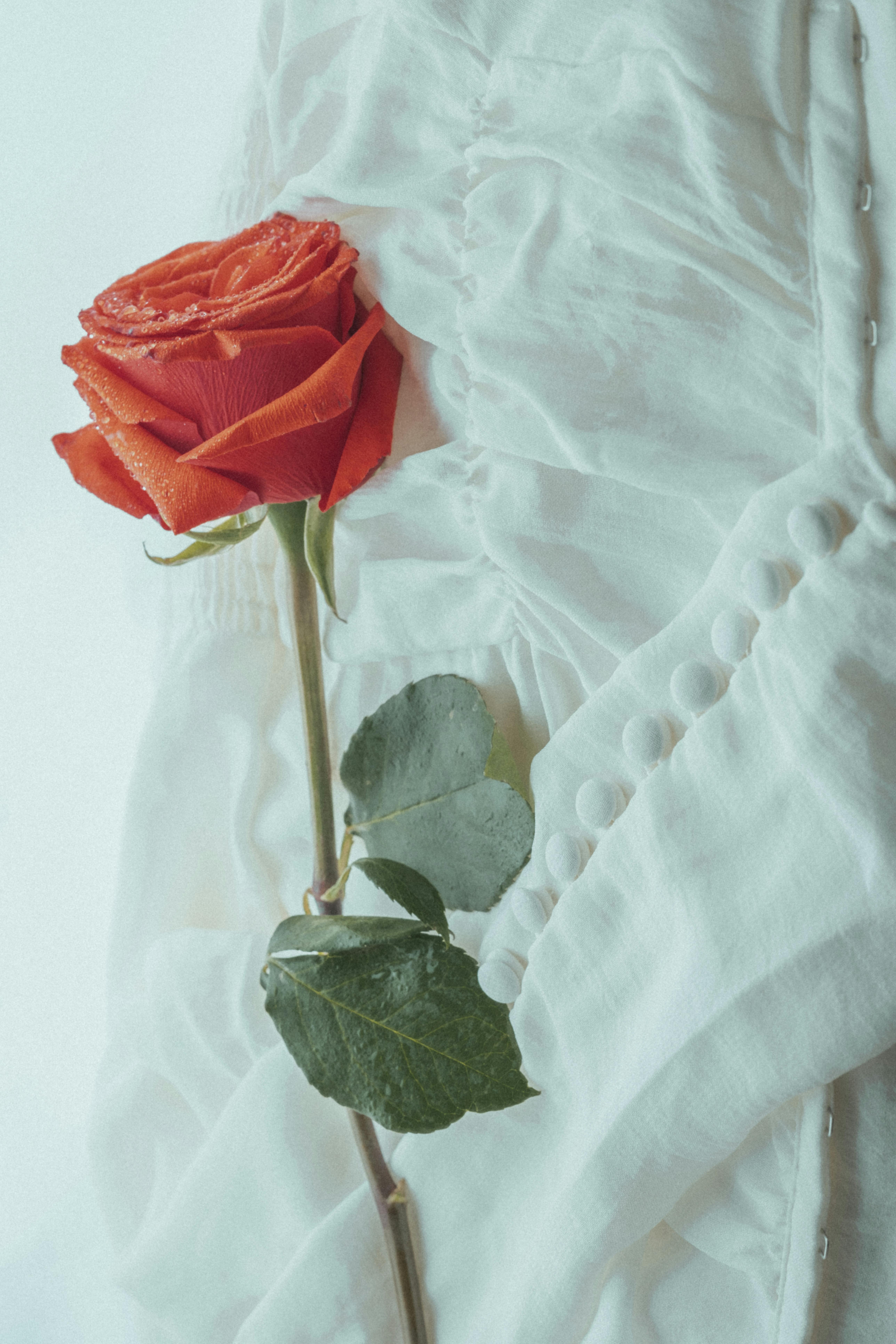 Styling Background Photos, Download The BEST Free Styling Background ...