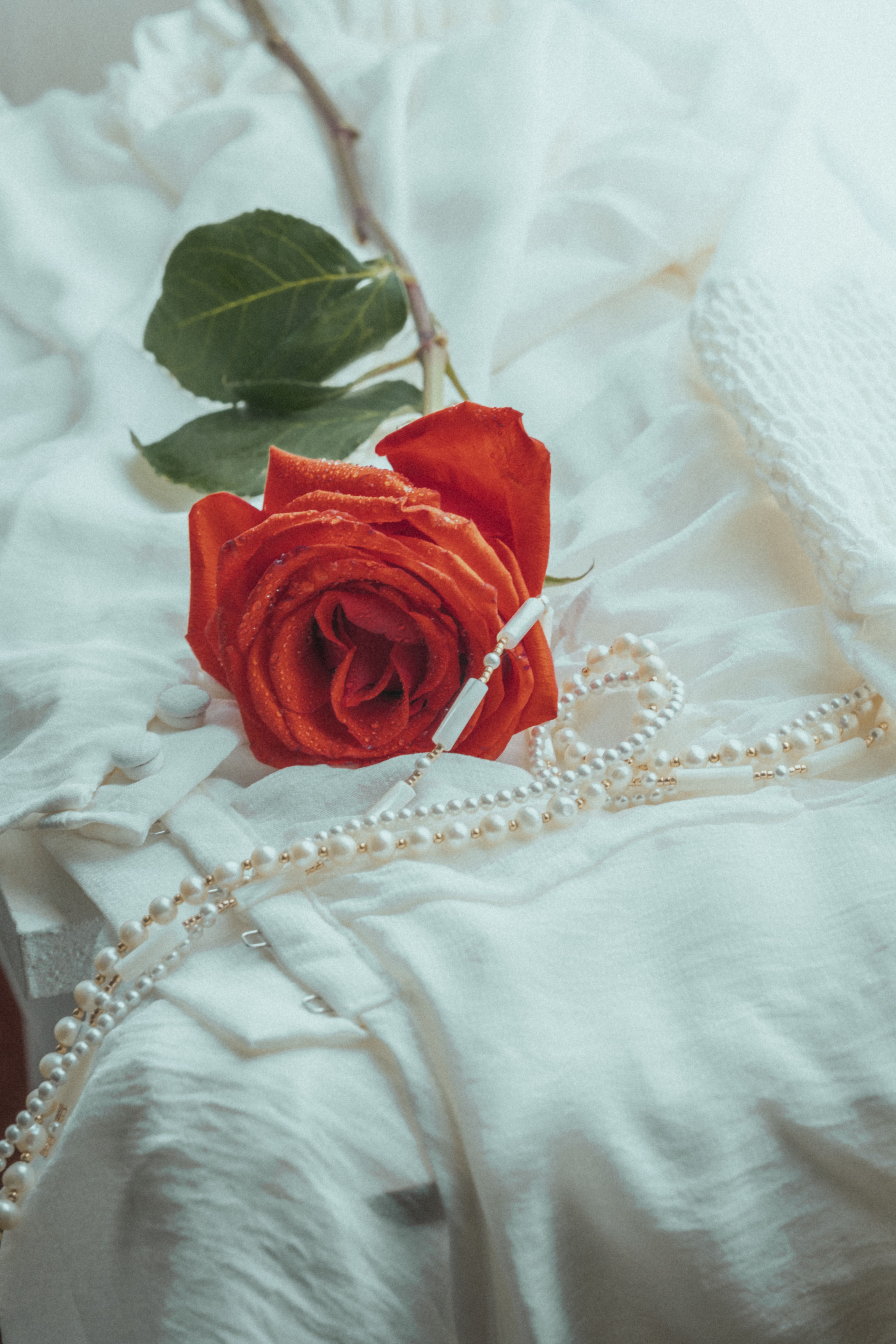 Elegant Rose with Pearls on White Fabric · Free Stock Photo