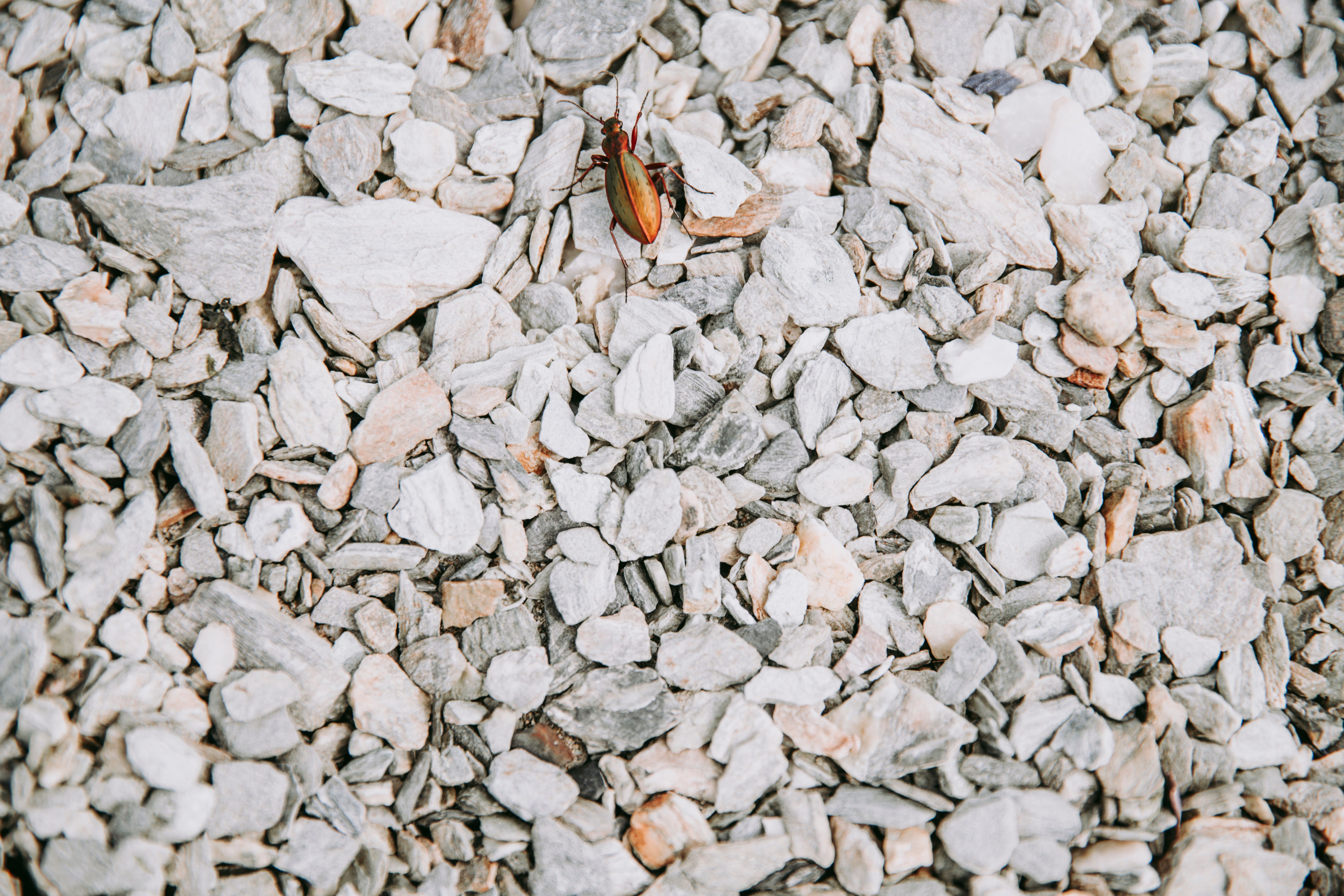 Close-up of Insect on Gravel Pathway · Free Stock Photo