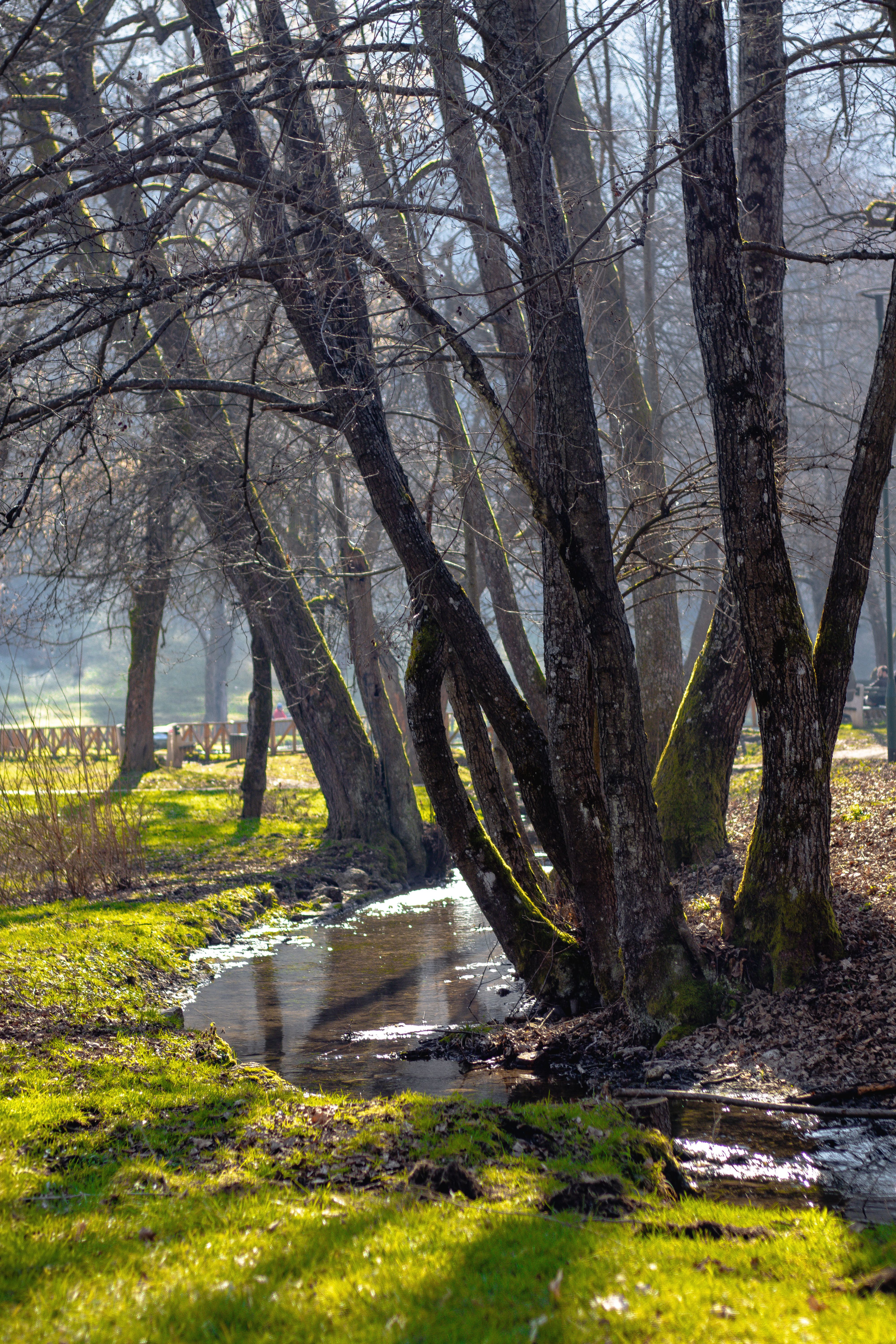 Tranquil Forest Stream in Early Spring · Free Stock Photo