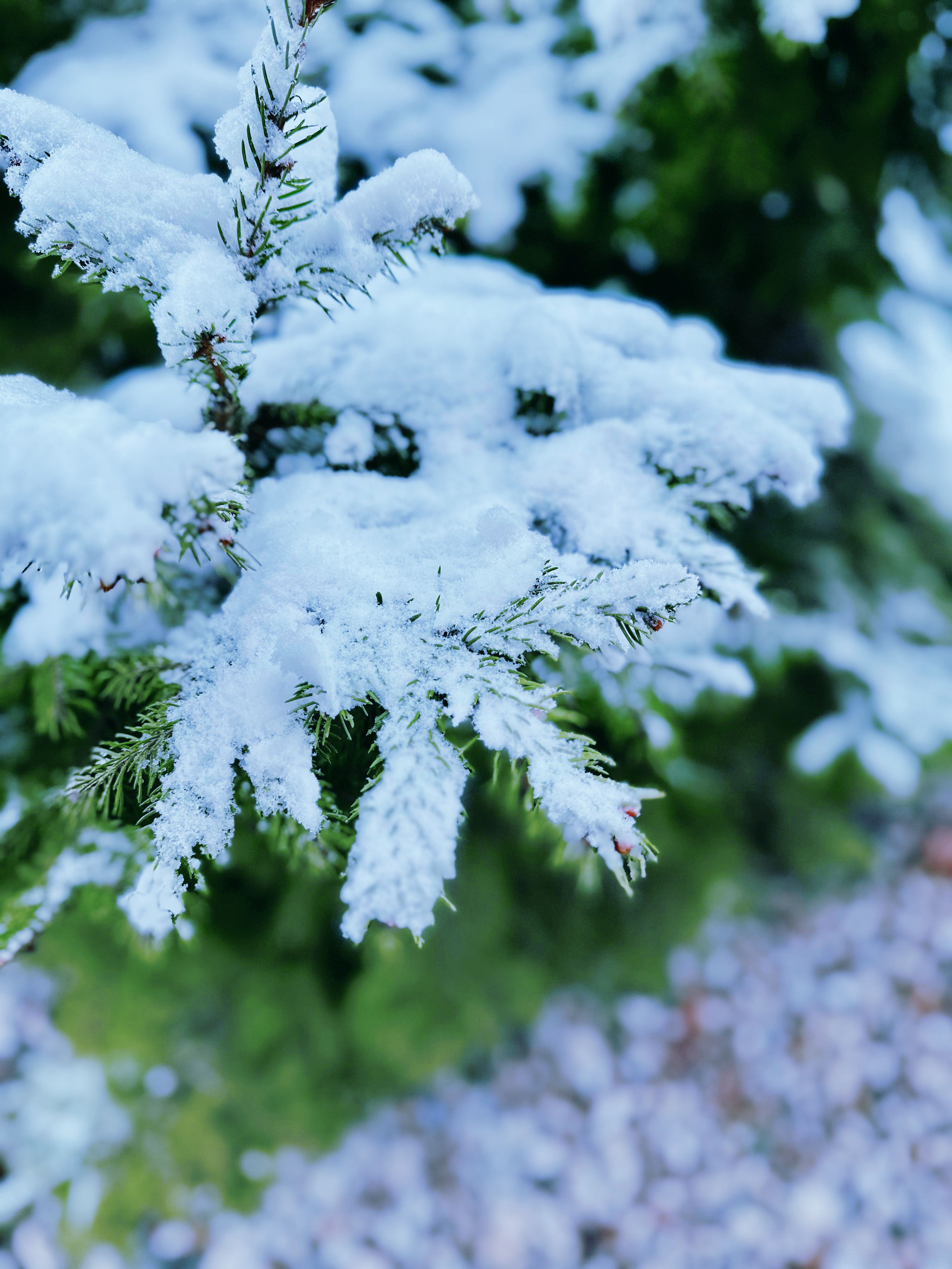 Nieve · Foto de stock gratuita