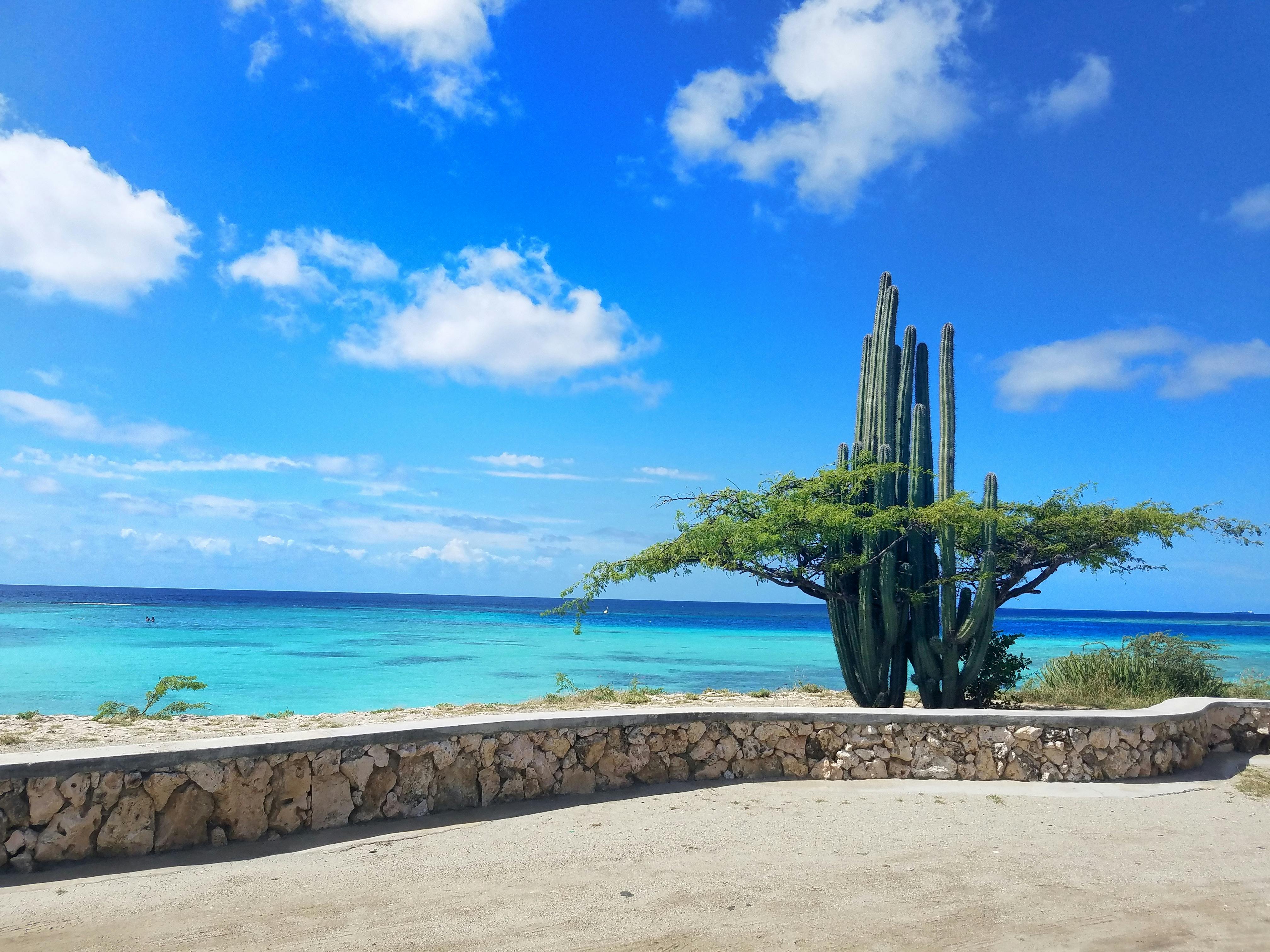 Vibrant Beach with Cactus and Azure Water · Free Stock Photo