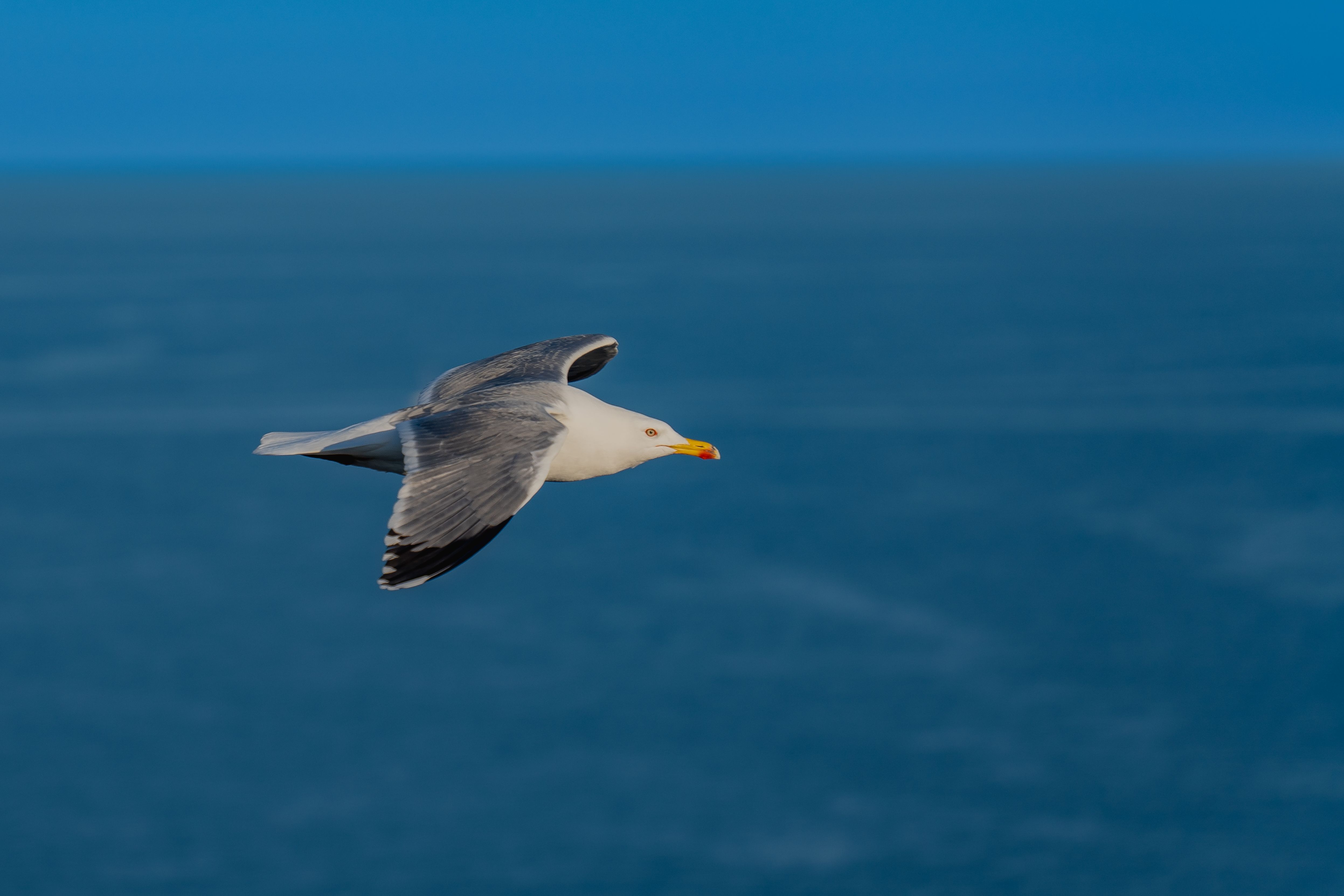 Majestic Seagull in Flight Over the Ocean · Free Stock Photo