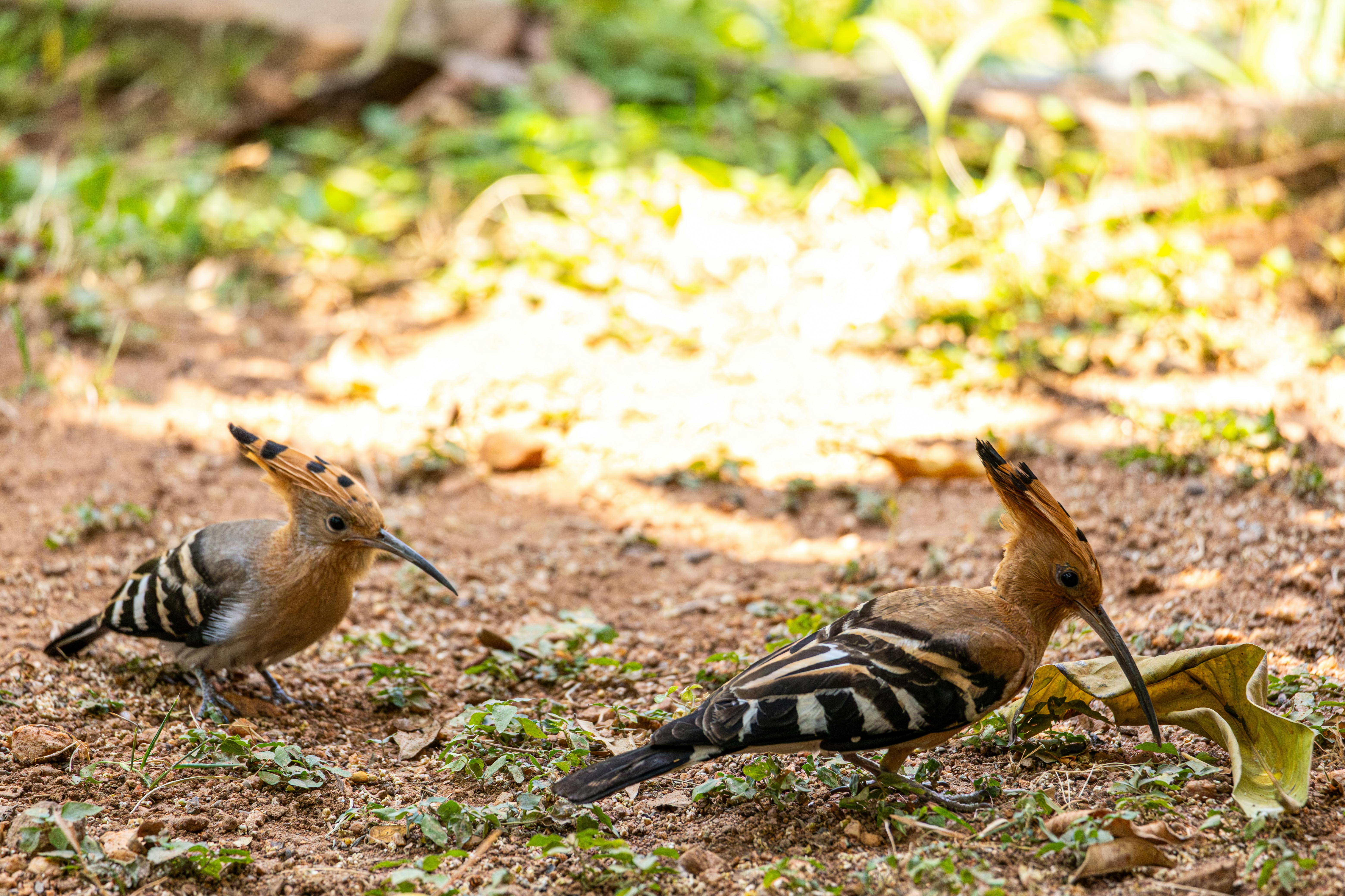 Eurasian Hoopoe Birds Searching for Food Outdoors · Free Stock Photo