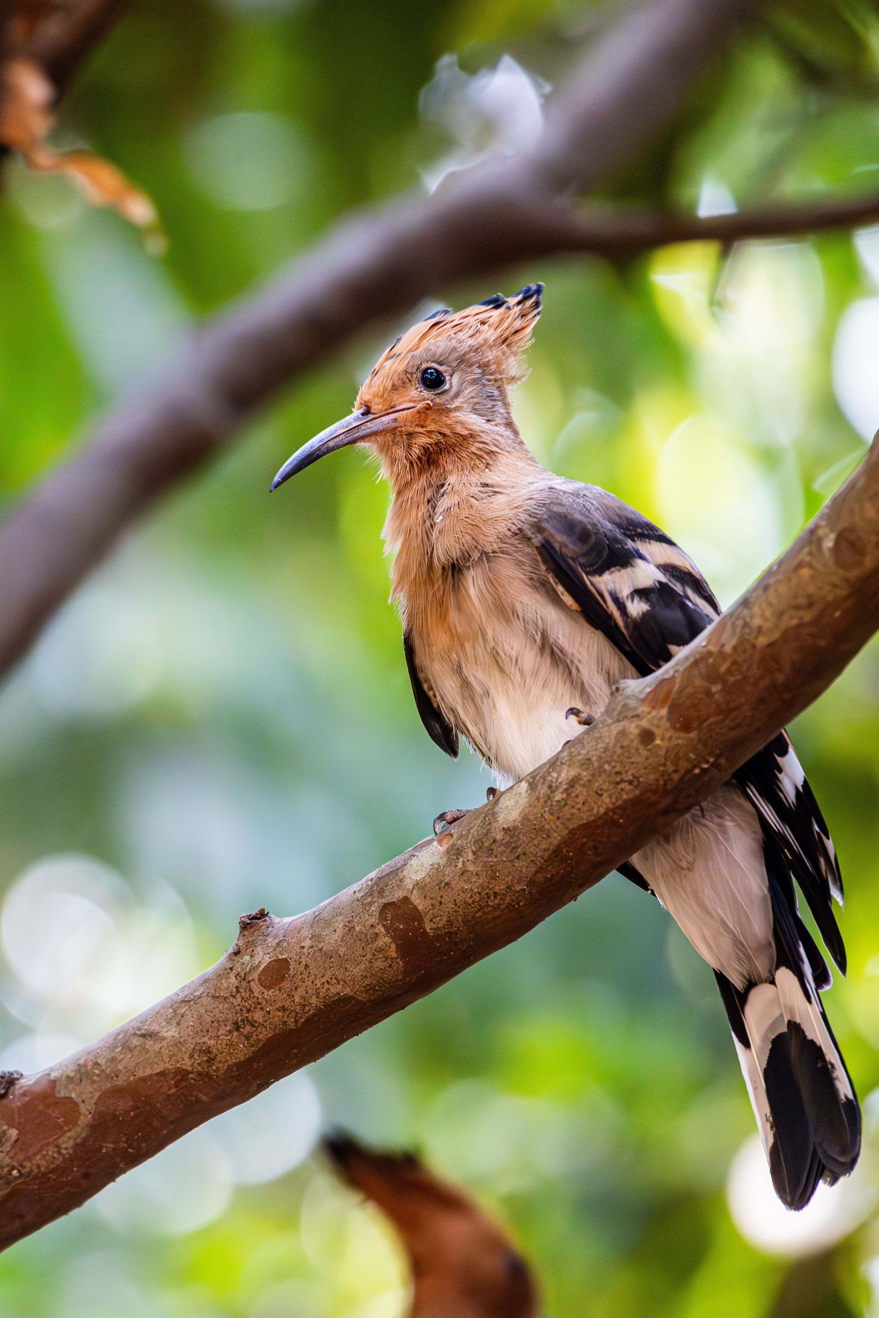 Eurasian Hoopoe Bird Perched on a Tree Branch · Free Stock Photo