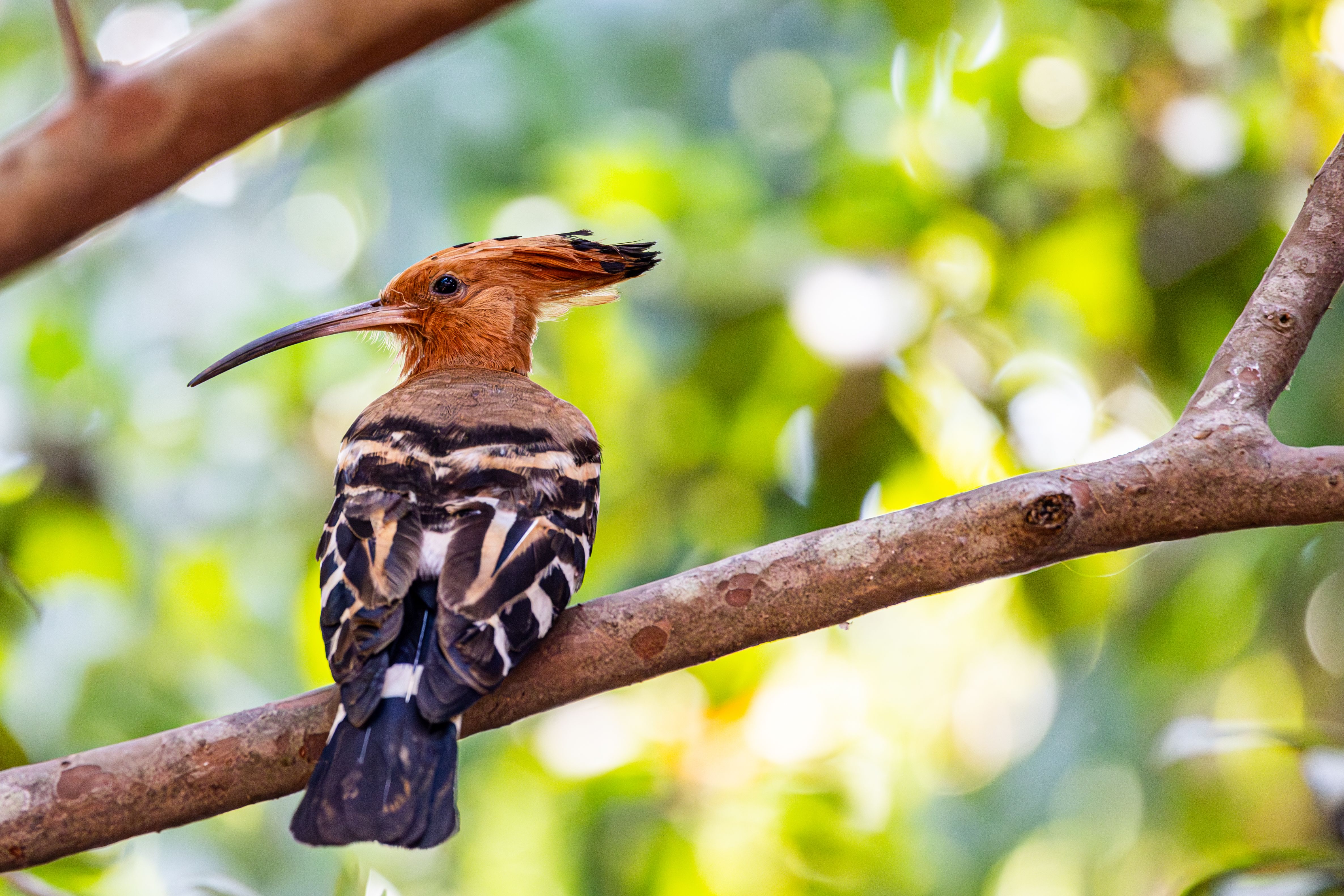 Ornate Beak Photos, Download The BEST Free Ornate Beak Stock Photos ...
