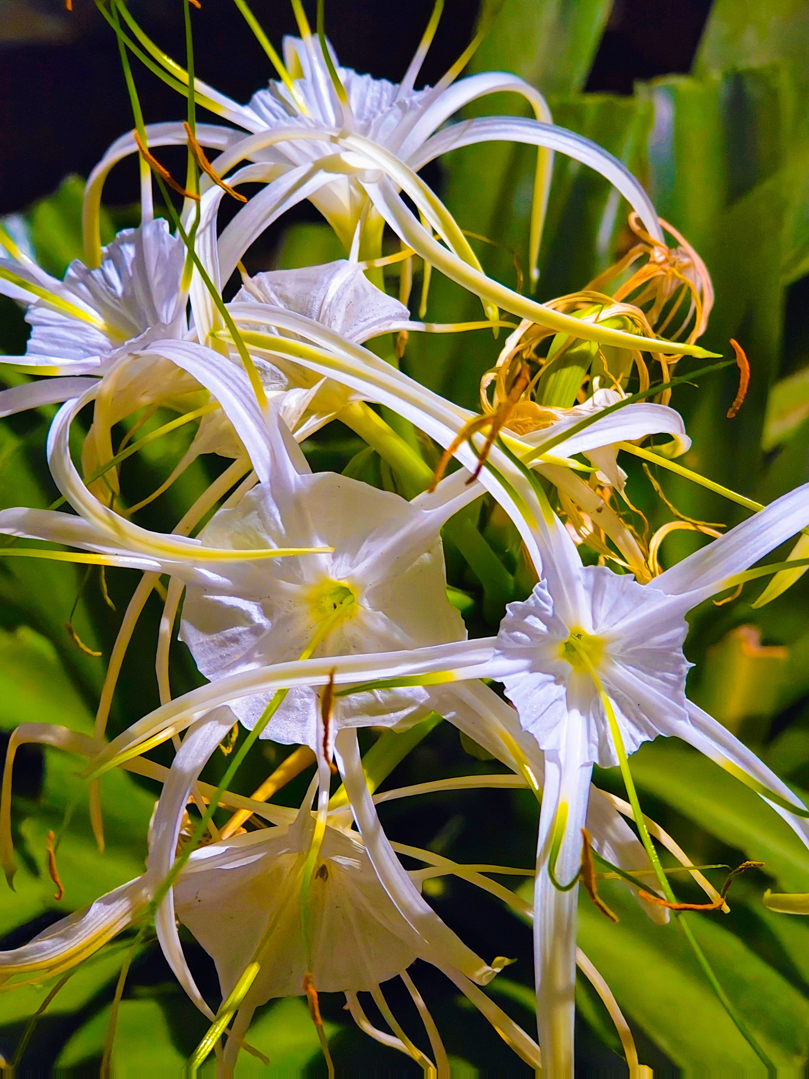 Close-up of Exotic White Spider Lilies in Bloom · Free Stock Photo