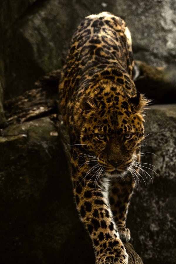Leopard Wallpaper Photos, Download The BEST Free Leopard Wallpaper ...