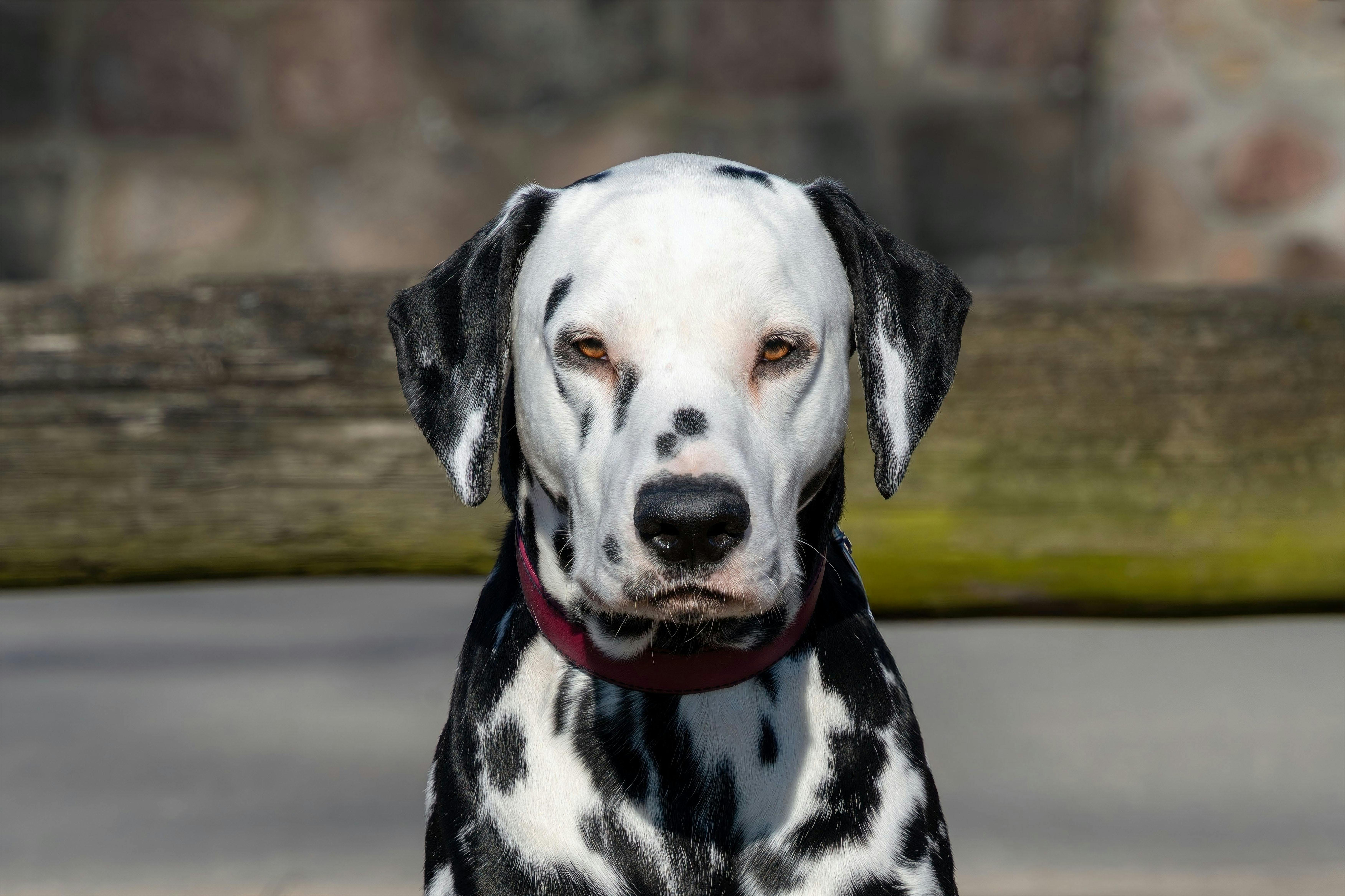 Dog Tear Stains Photos, Download The BEST Free Dog Tear Stains Stock ...