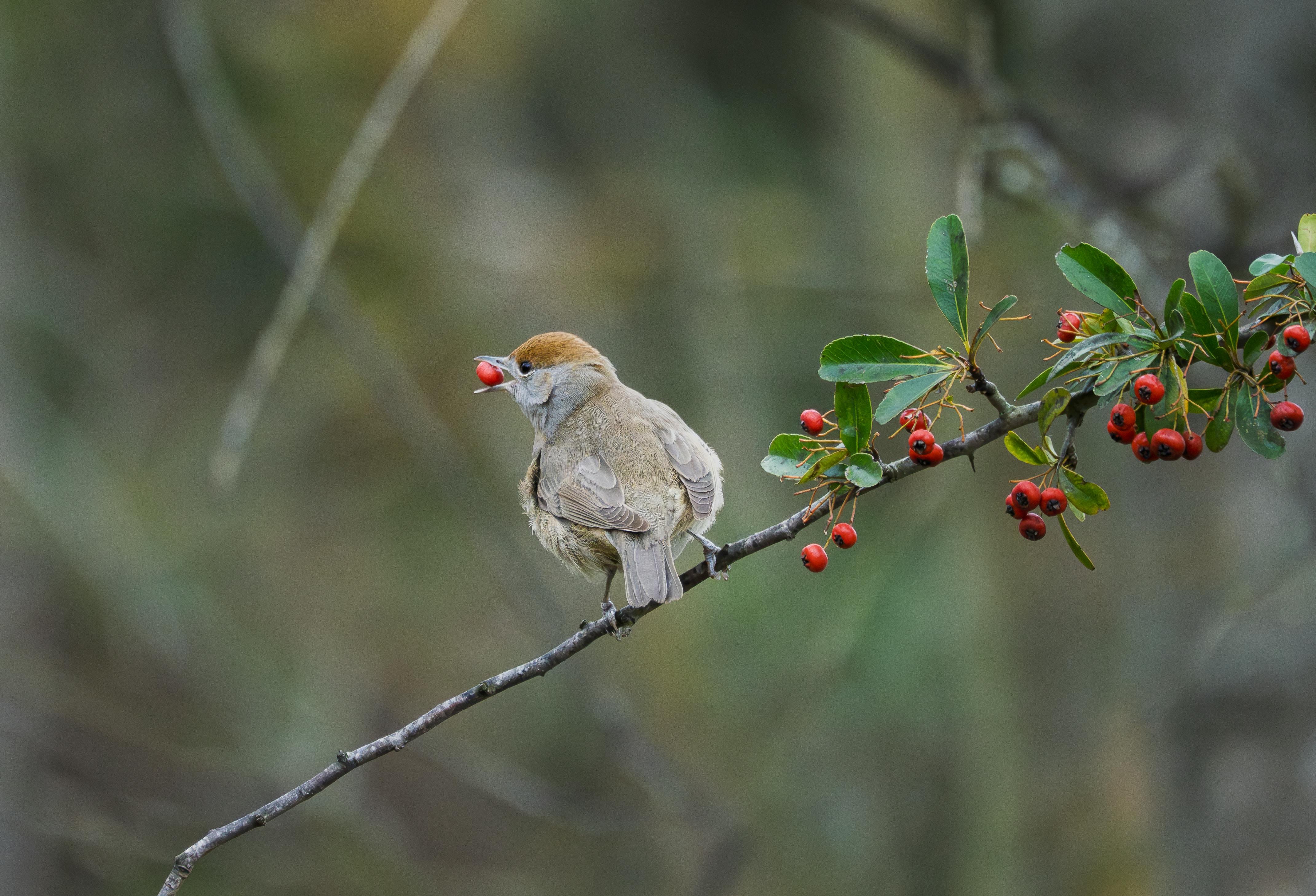 Bird with berry in natural habitat · Free Stock Photo
