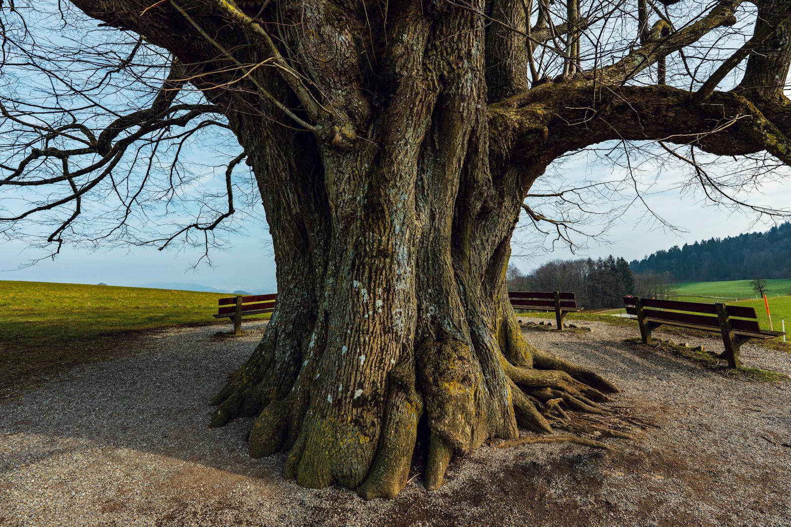 Old Tree Photos, Download The BEST Free Old Tree Stock Photos & HD Images
