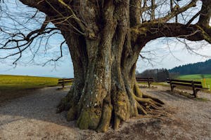 Old Tree Photos, Download The BEST Free Old Tree Stock Photos & HD Images