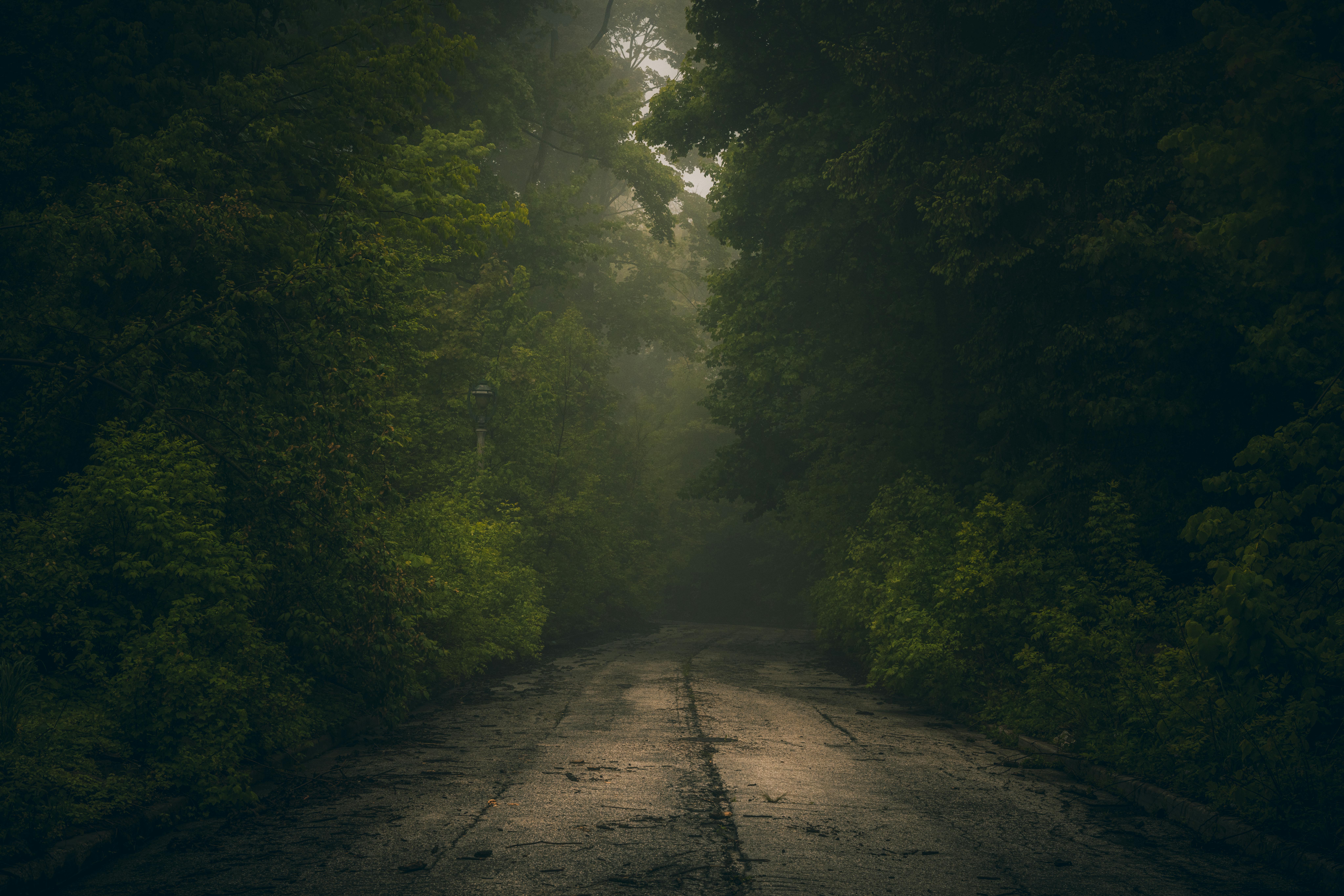 Foggy Forest Path in Milwaukee · Free Stock Photo