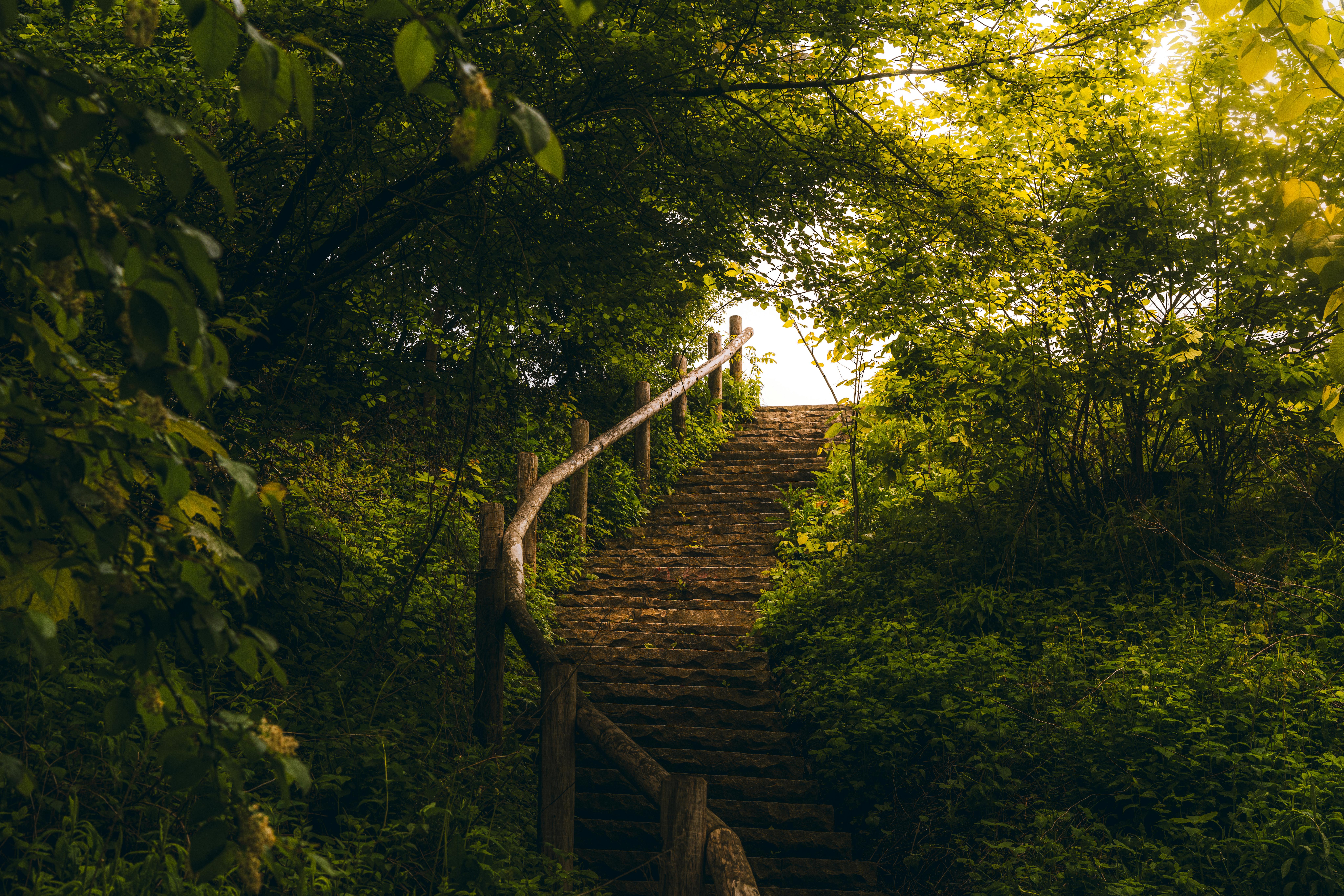 Wooden Stairway in Lush Milwaukee Forest · Free Stock Photo