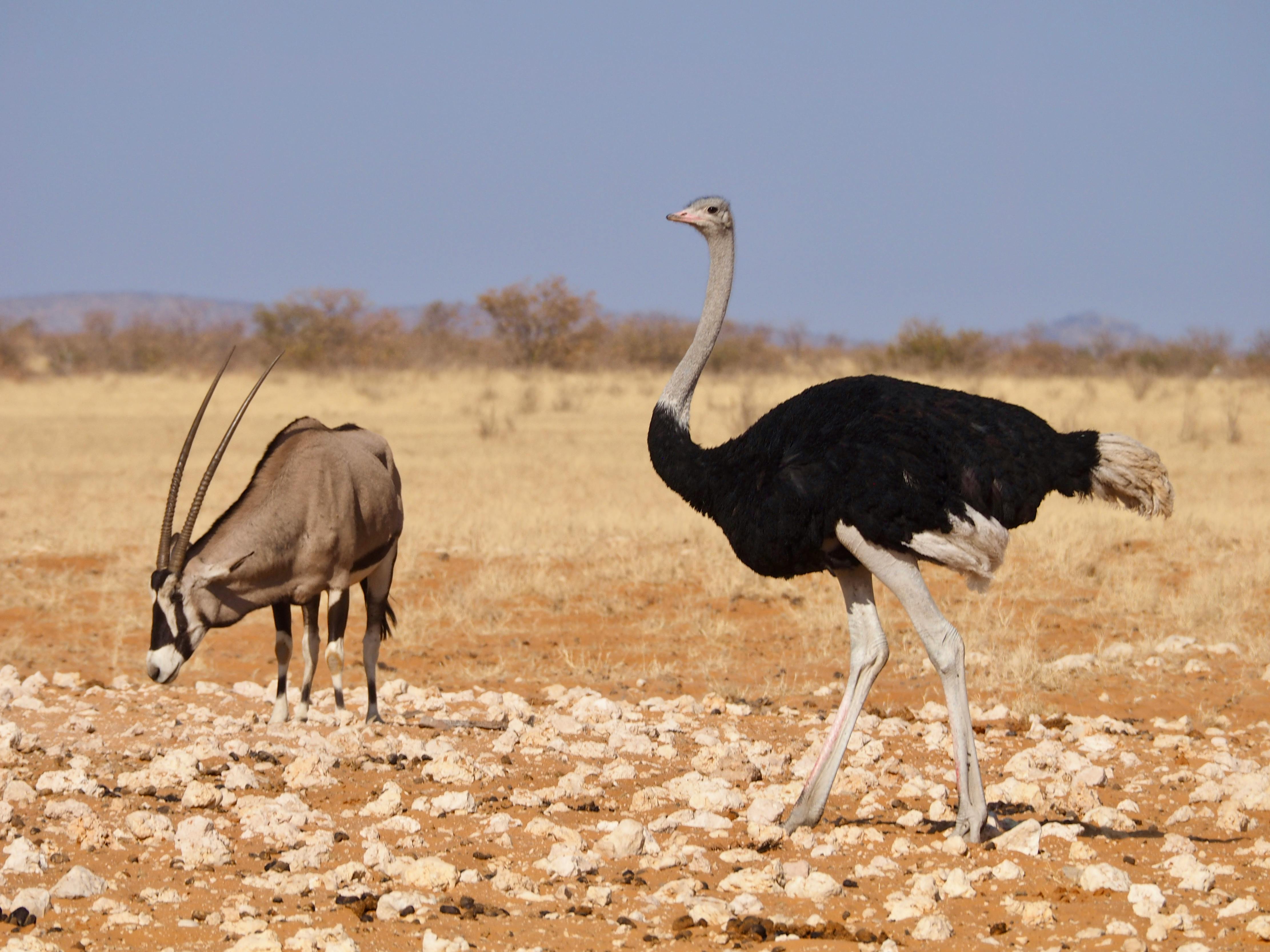 Fiore Della Namibia Photos, Download The BEST Free Fiore Della Namibia ...