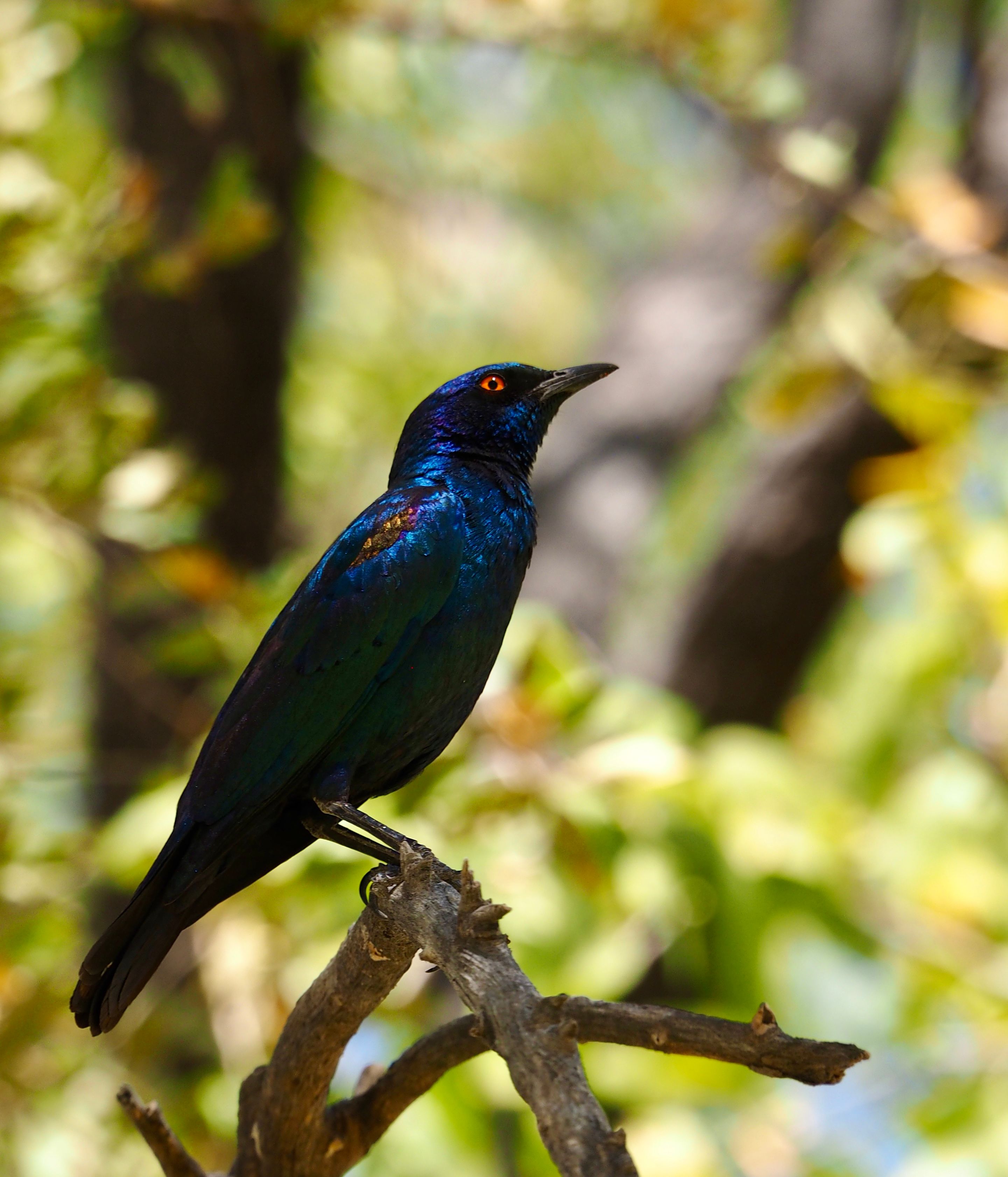 Colorful Starling Perched on a Tree Branch · Free Stock Photo