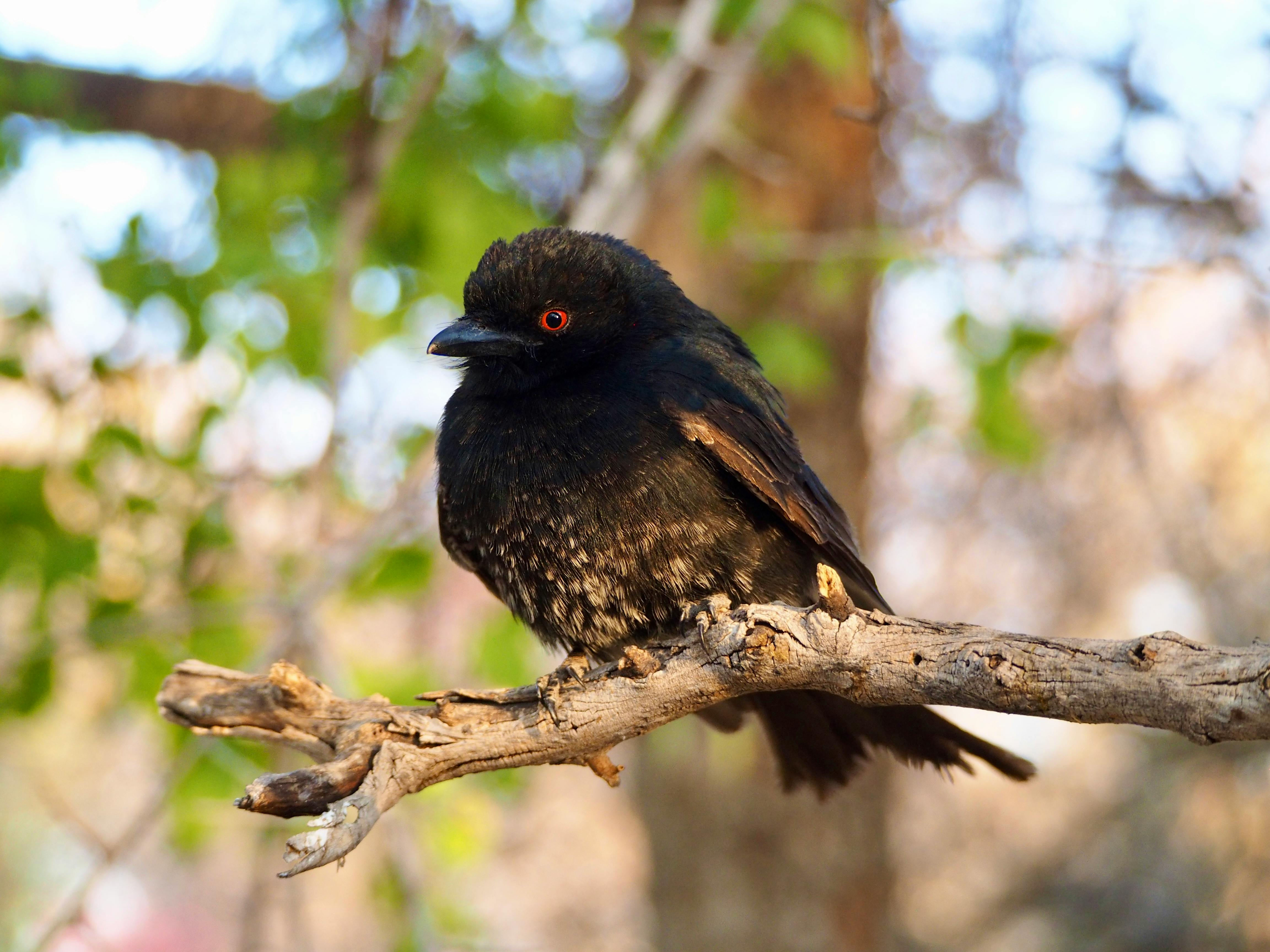 Red-eyed Black Drongo Bird on Tree Branch · Free Stock Photo