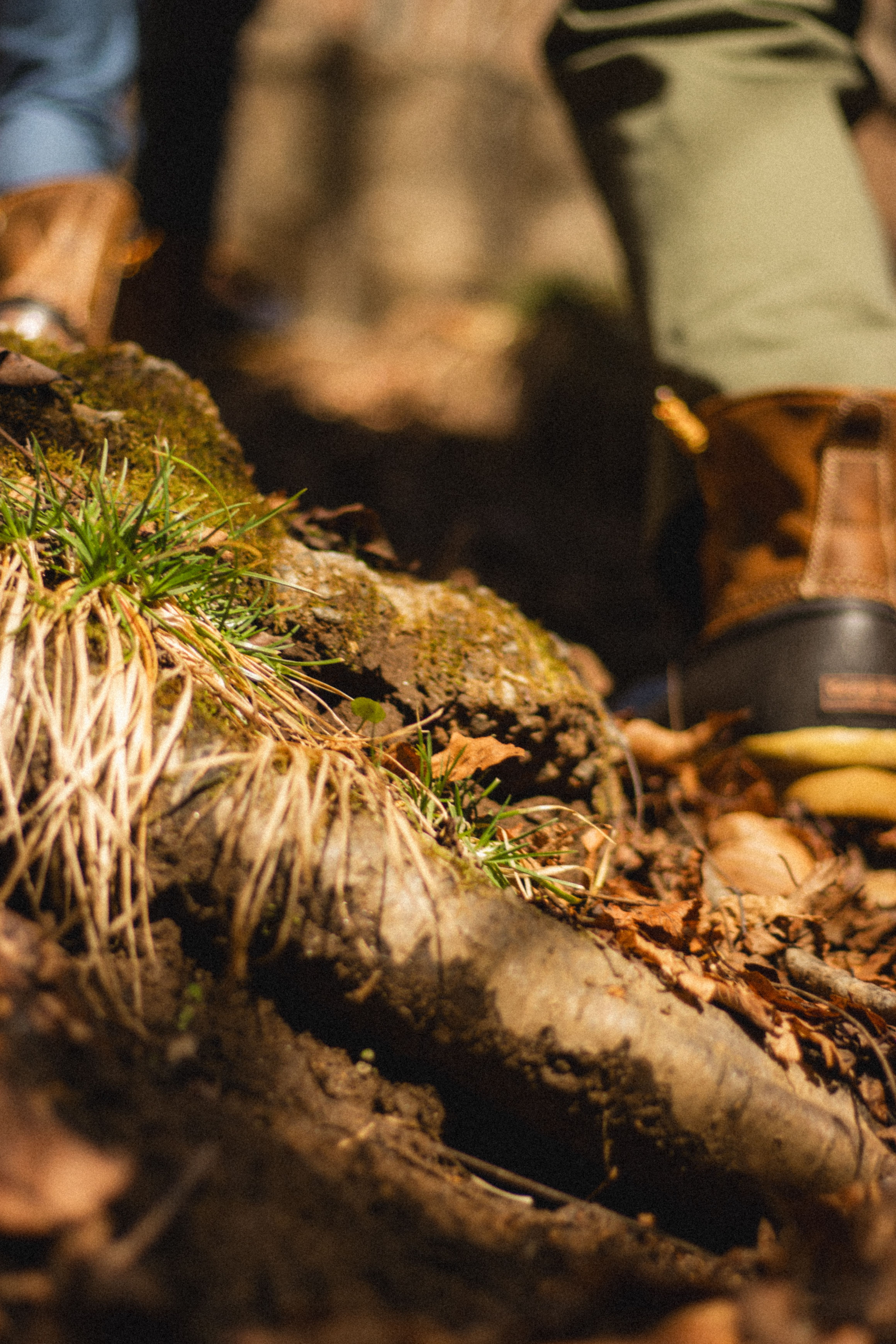 Wild Path Collective Photos, Download The BEST Free Wild Path ...