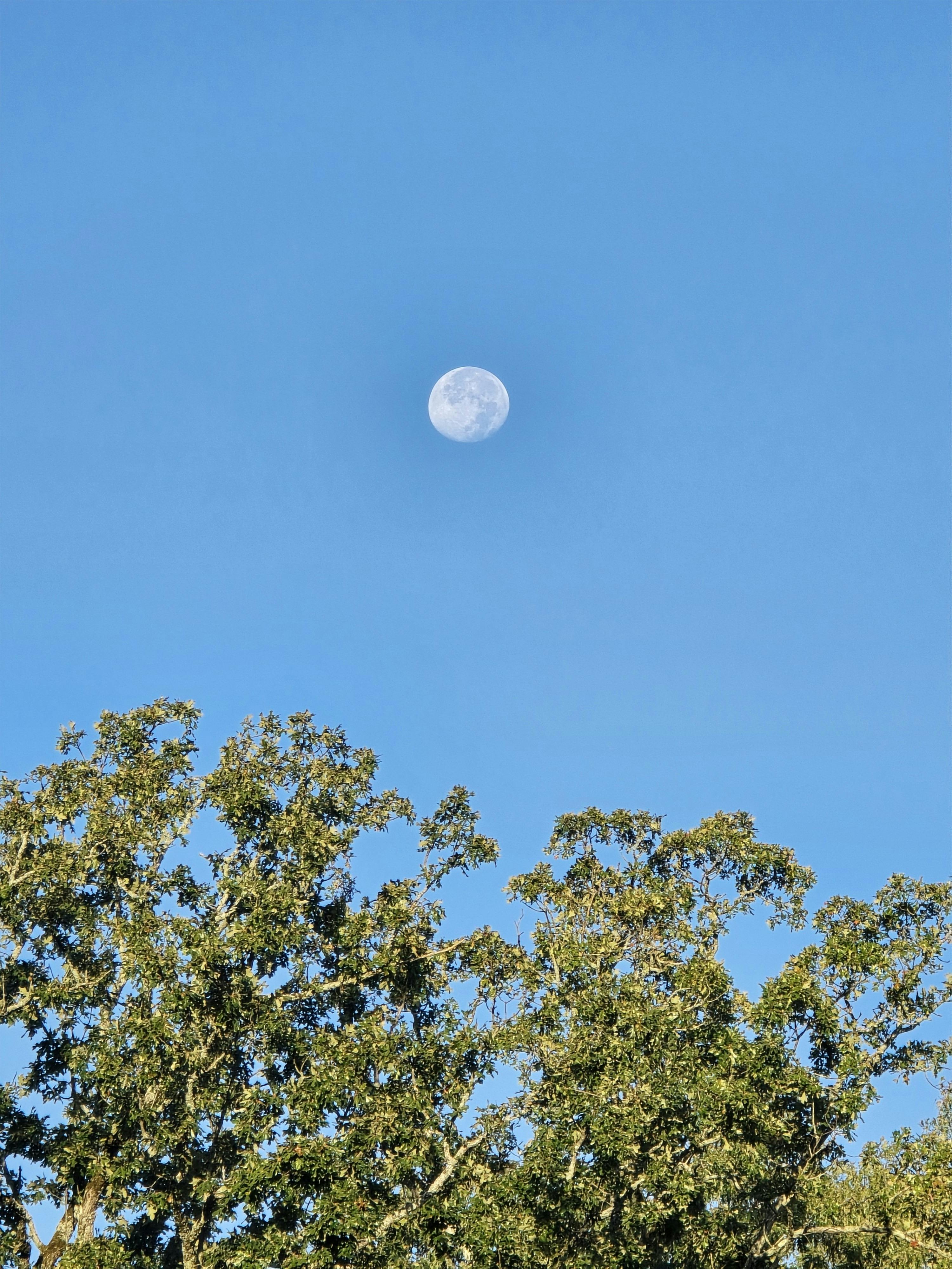 Moon in Daytime Sky Over Tree Canopy · Free Stock Photo