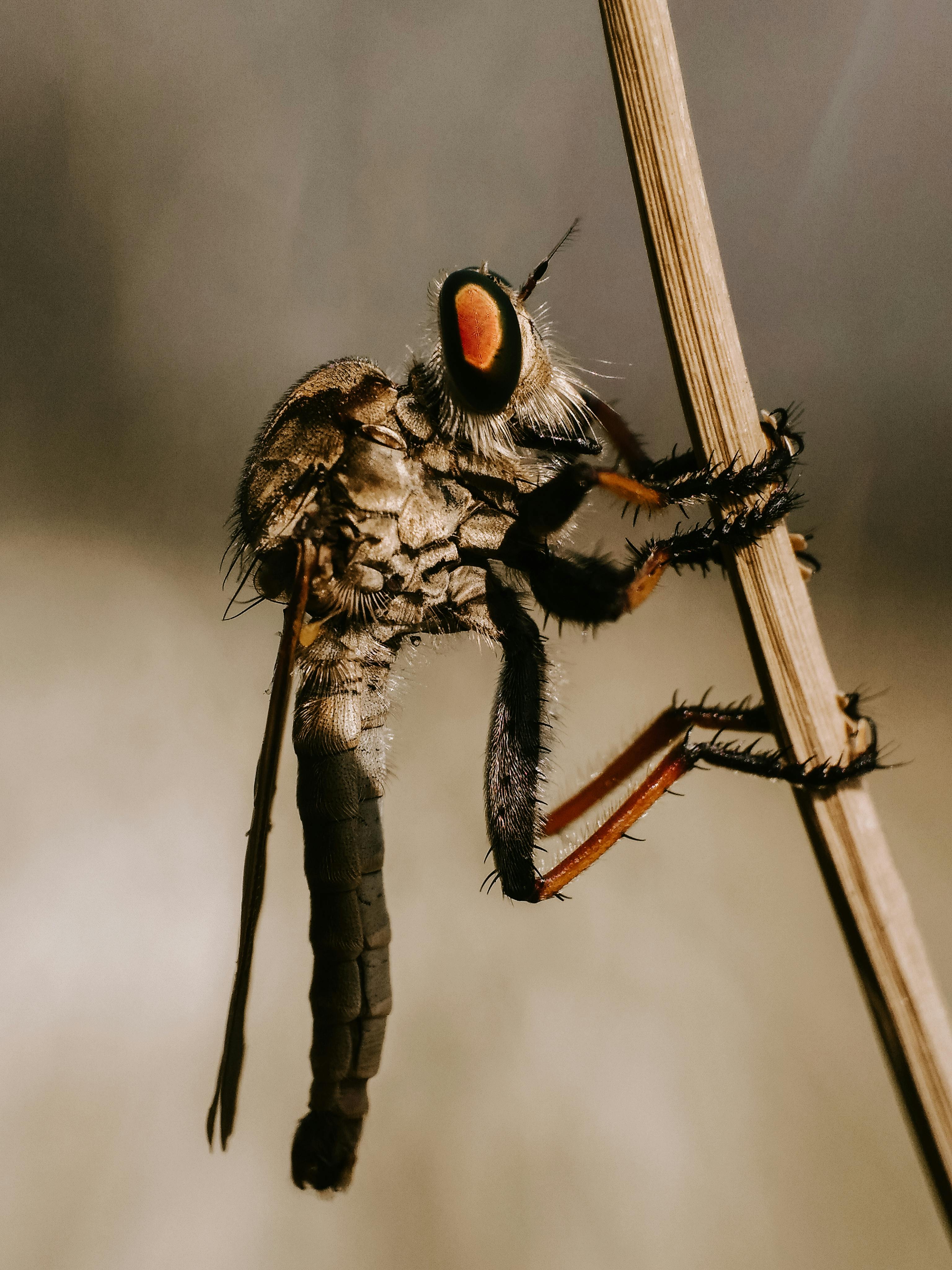 Robber Fly Photos, Download The BEST Free Robber Fly Stock Photos & HD ...