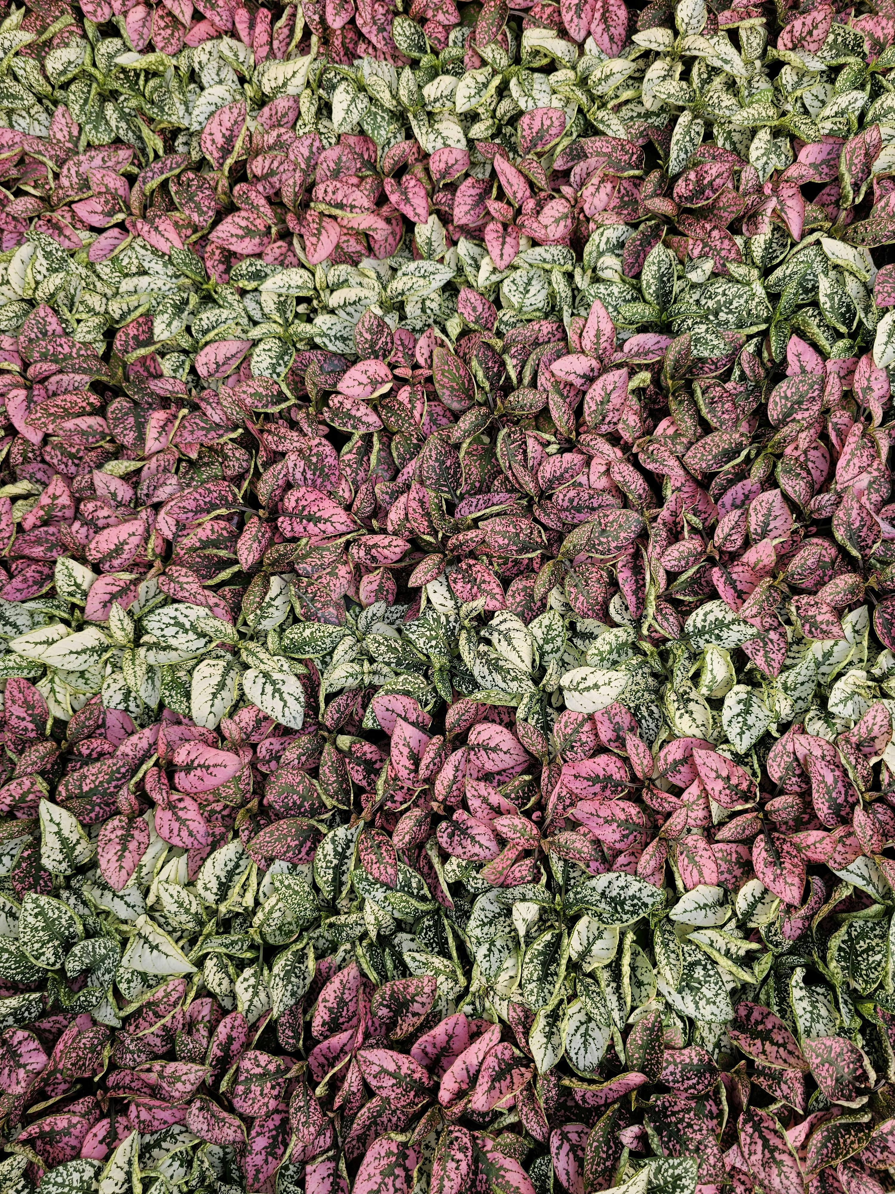 Colorful Horticultural Leaf Pattern · Free Stock Photo