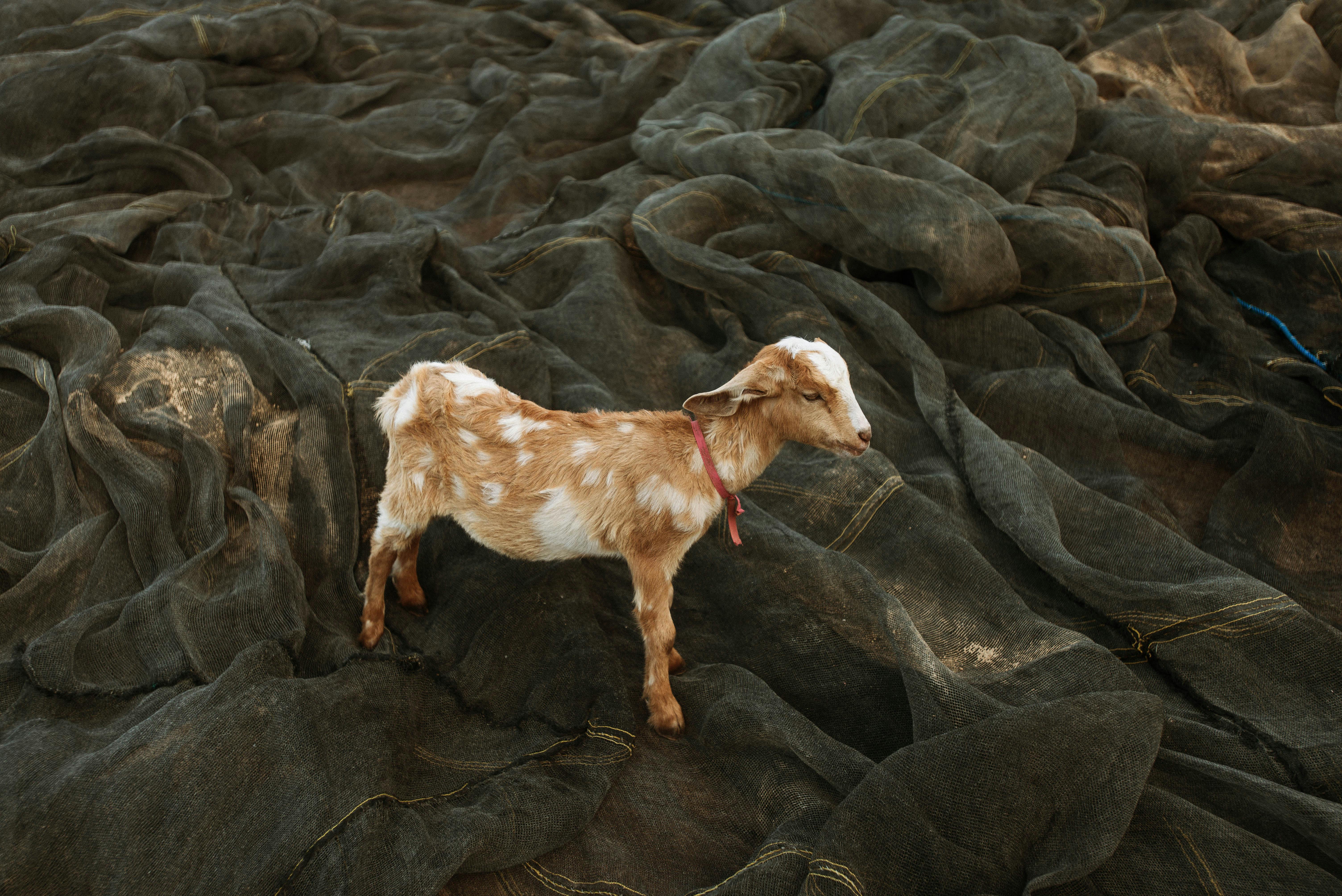 Young Goat Standing on Fishing Nets in Indonesia · Free Stock Photo