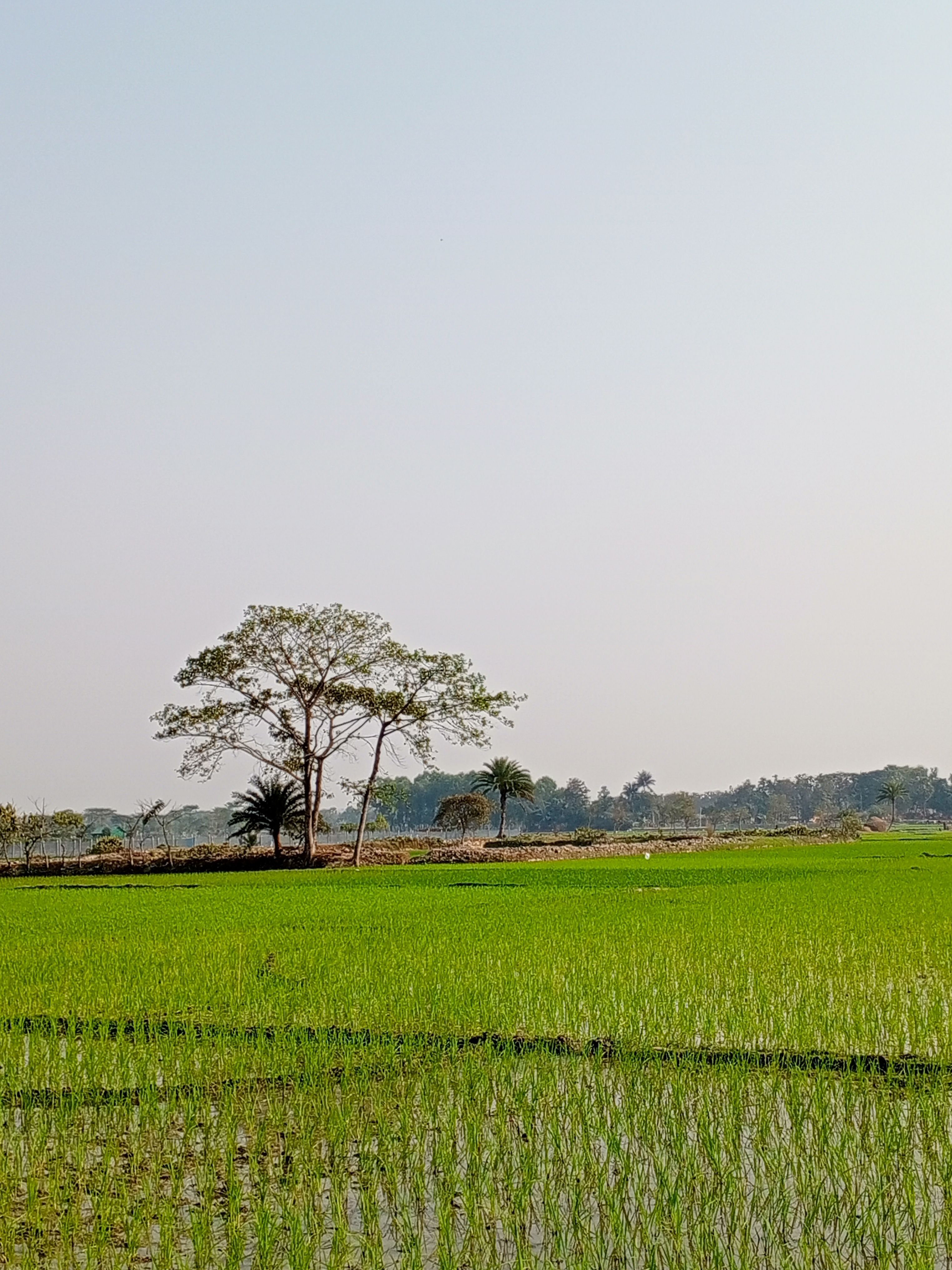 Tranquil Green Paddy Field Landscape · Free Stock Photo