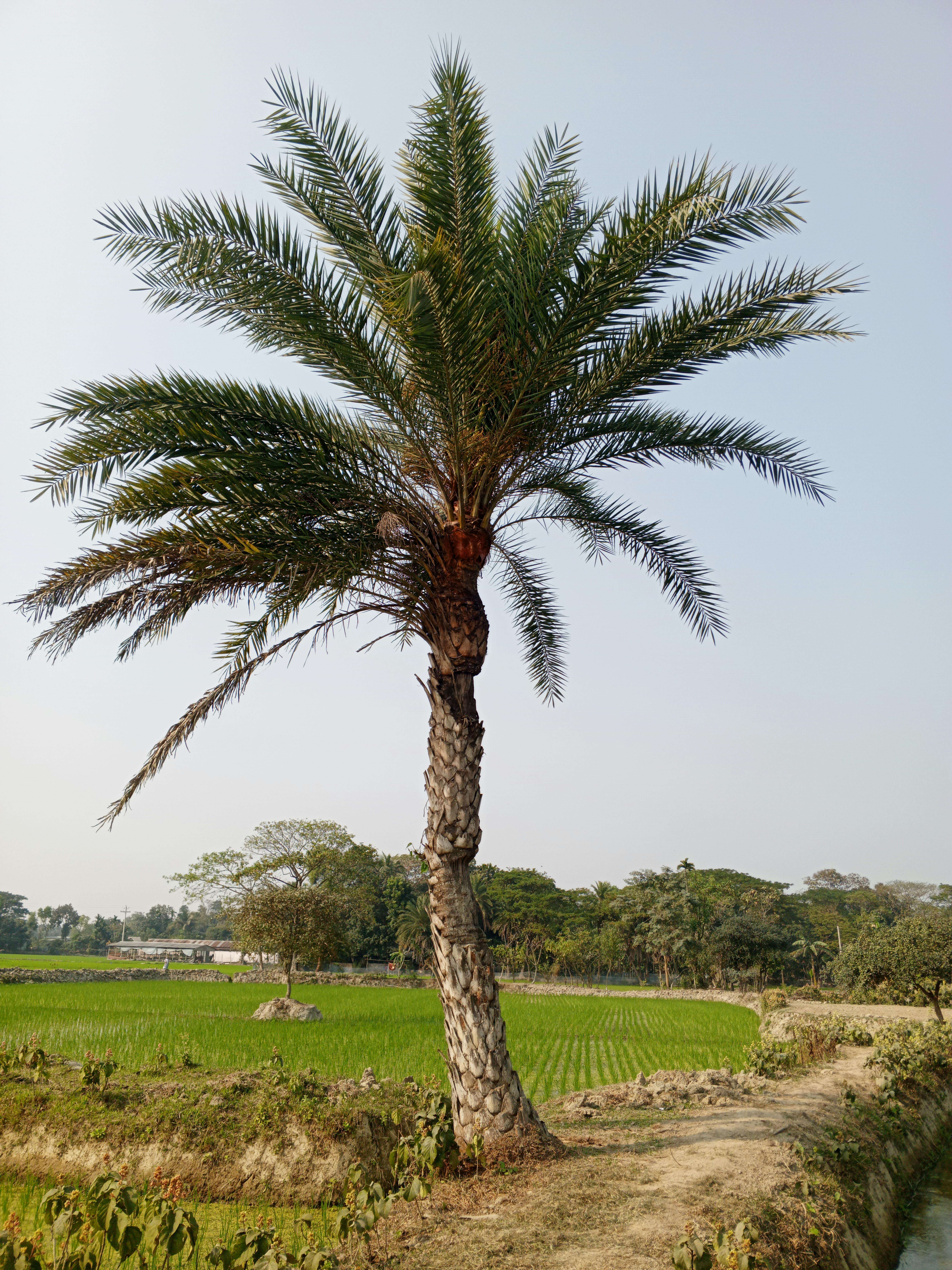 Tall Palm Tree in Rural Bangladesh Landscape · Free Stock Photo