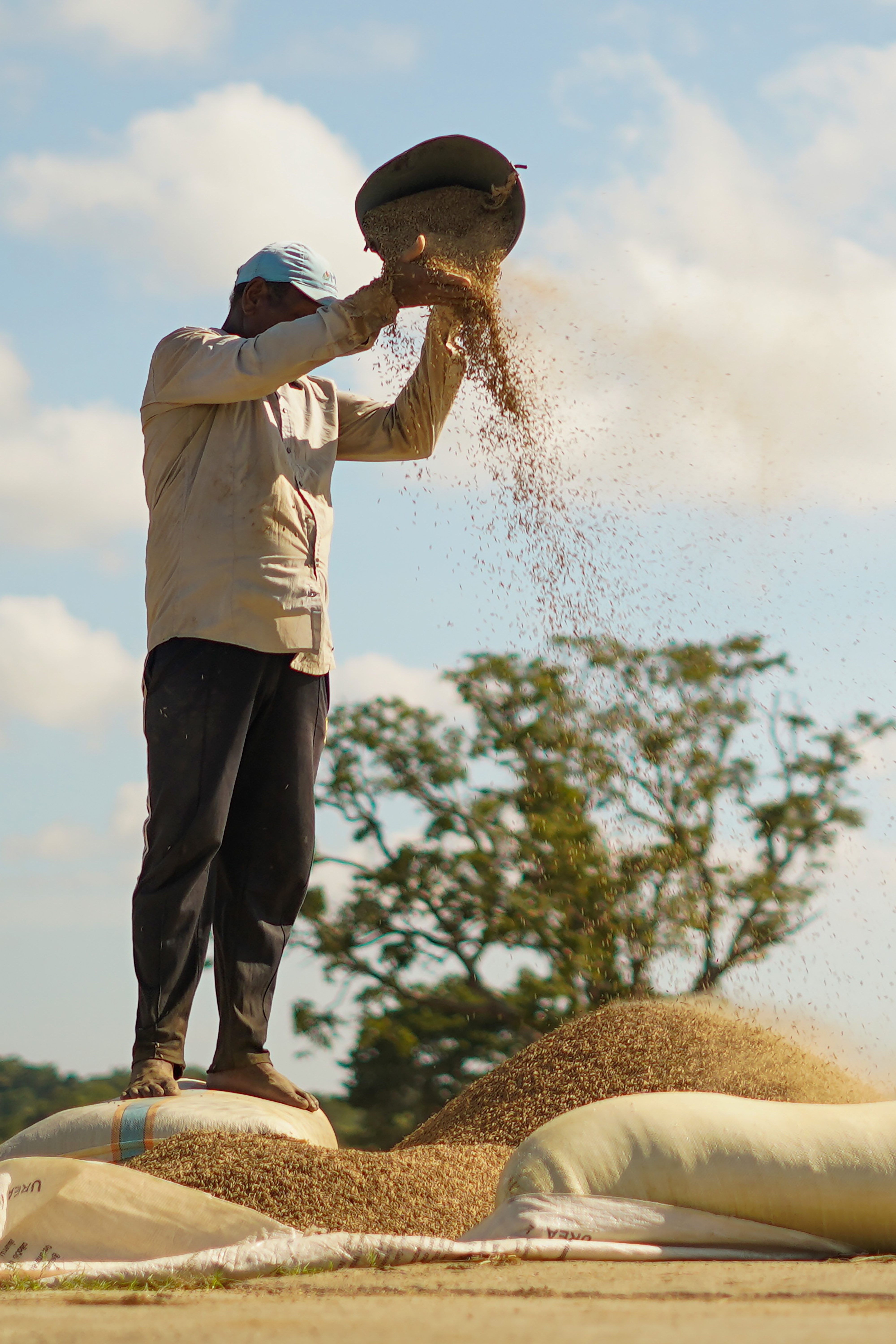 Agricultor Classificando Grãos De Arroz No Leste Do Sri Lanka · Foto ...