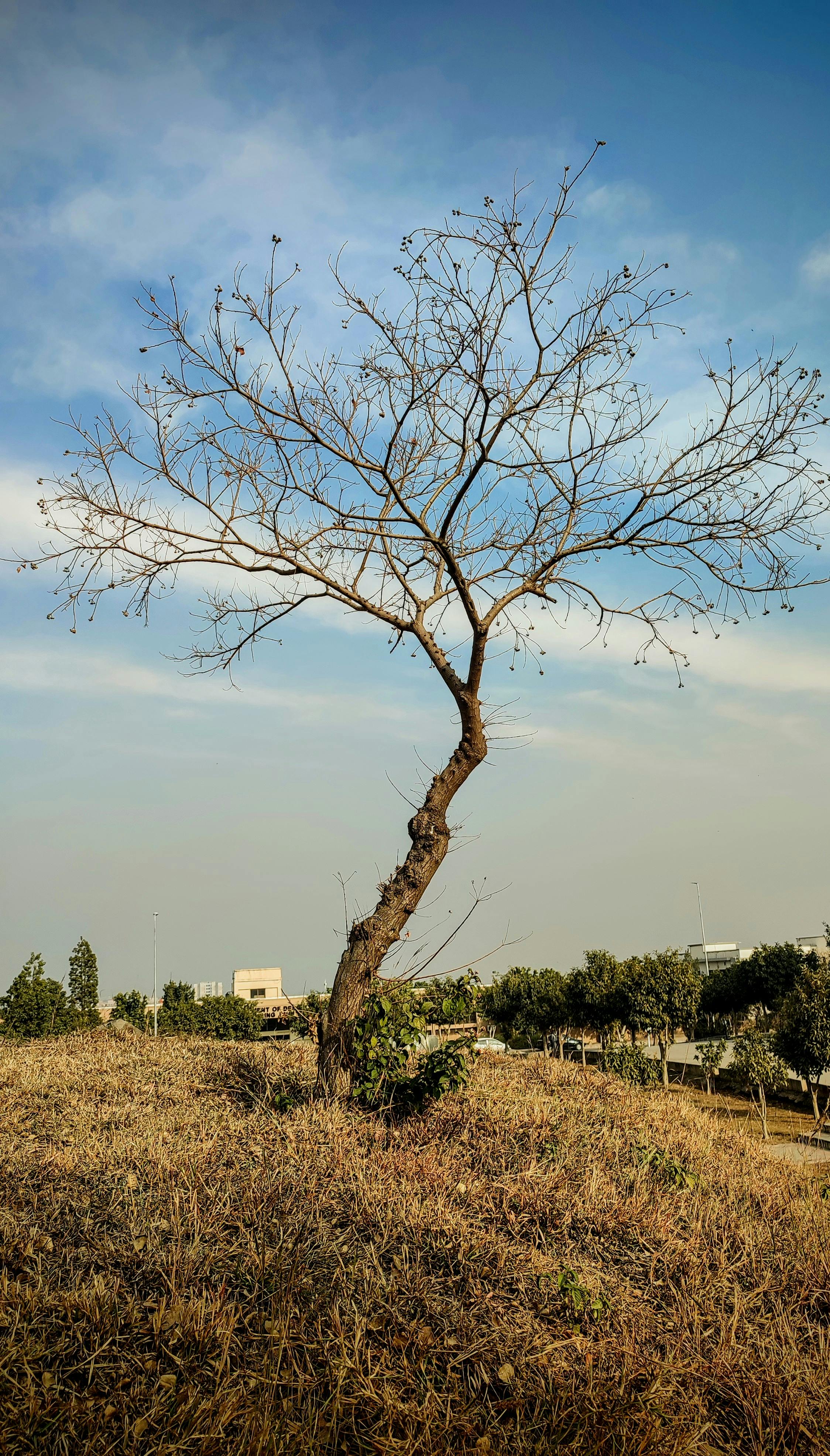 Lone Autumn Tree Against Clear Blue Sky · Free Stock Photo