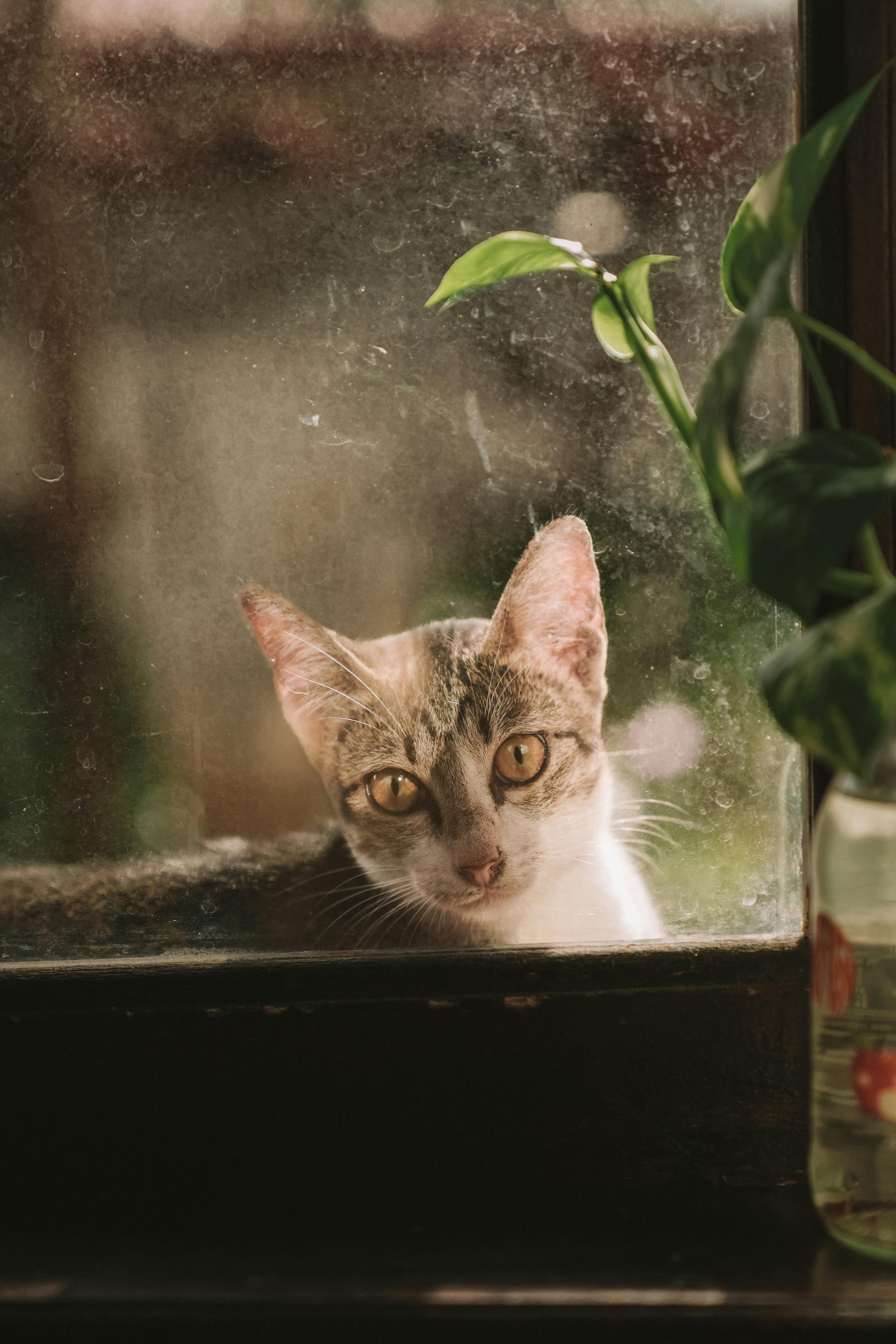 Cat Screensaver Photos, Download The BEST Free Cat Screensaver Stock ...