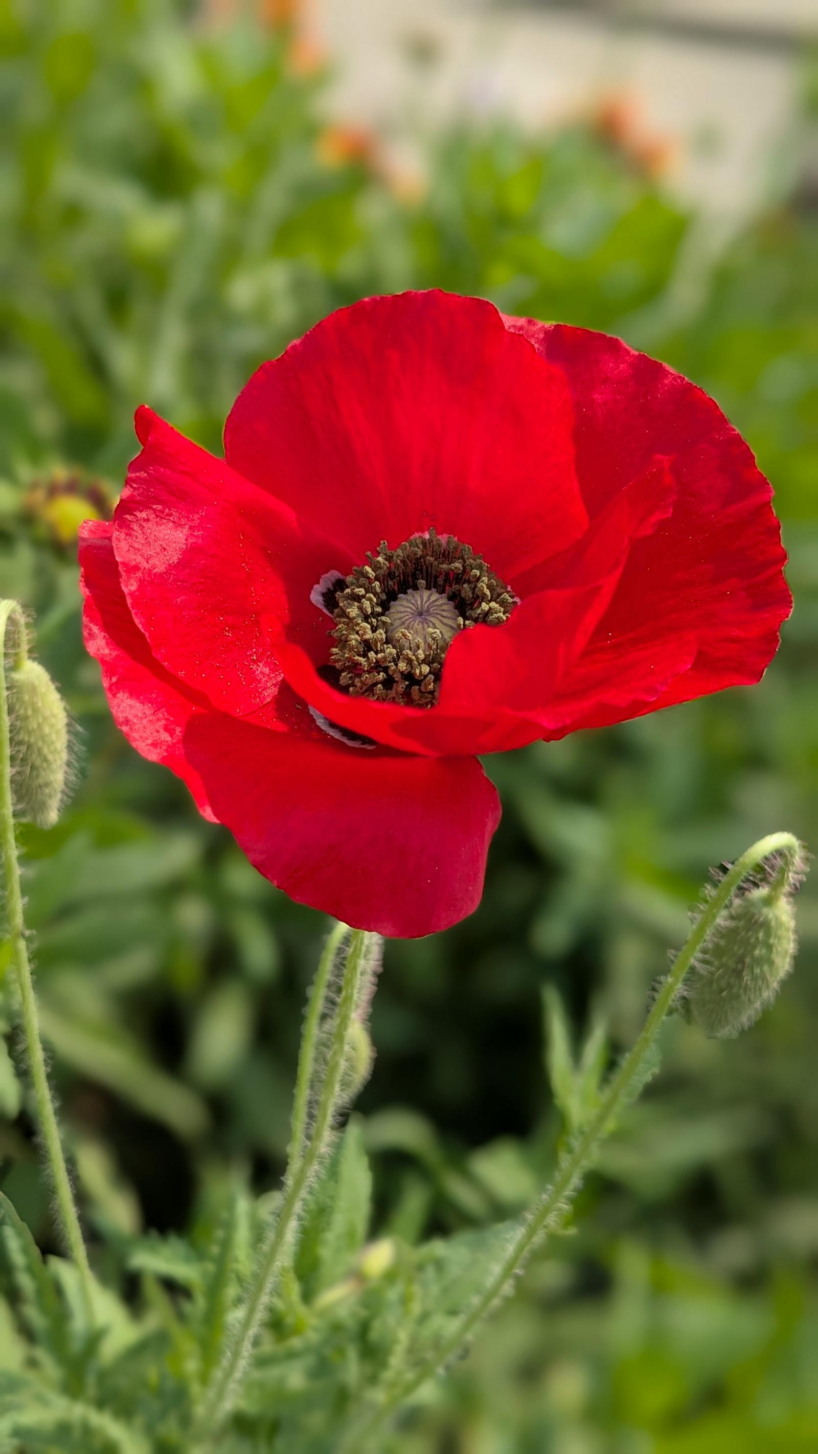 Flower Portrait Photos, Download The BEST Free Flower Portrait Stock ...