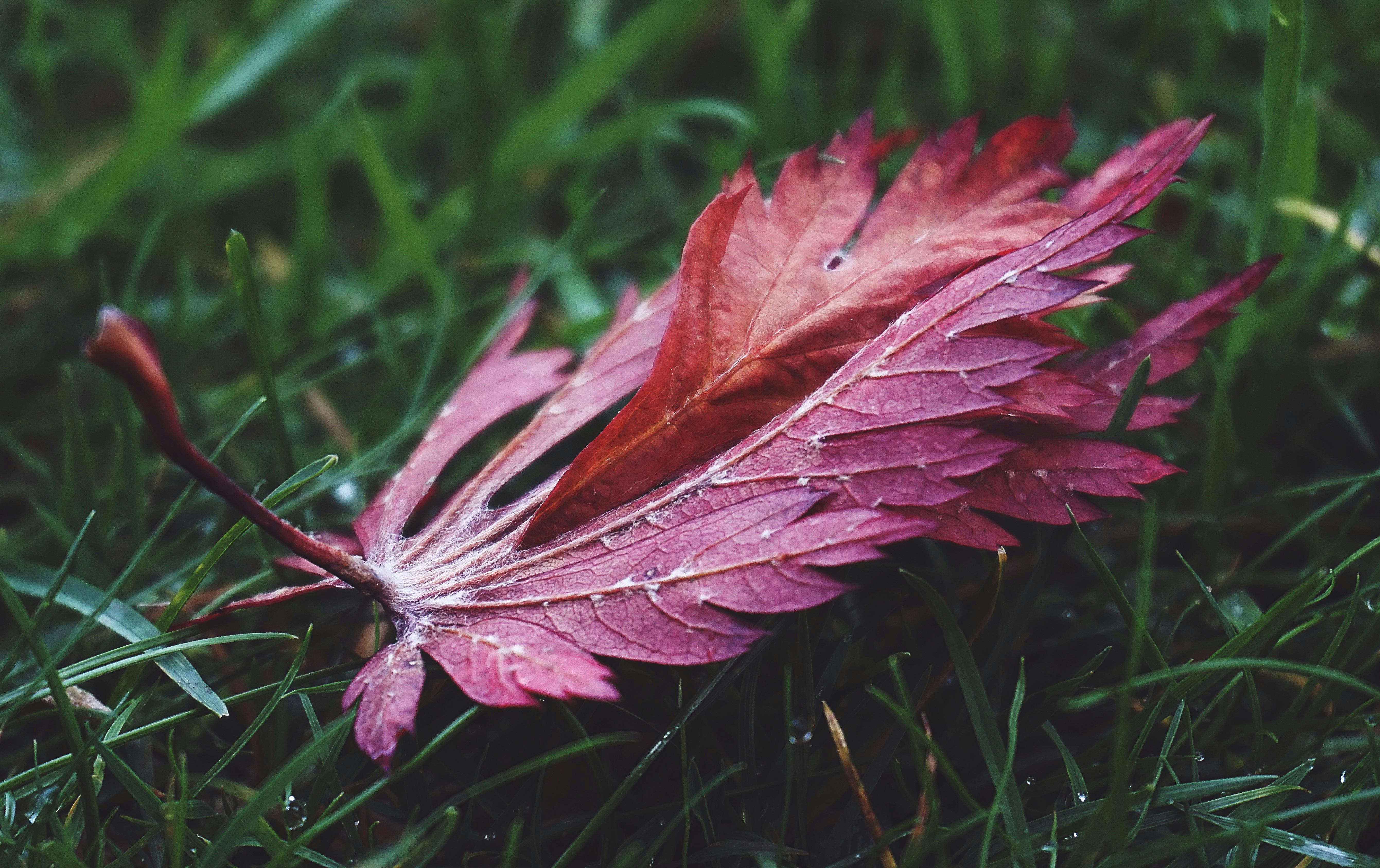Photo Of A Leaf · Free Stock Photo