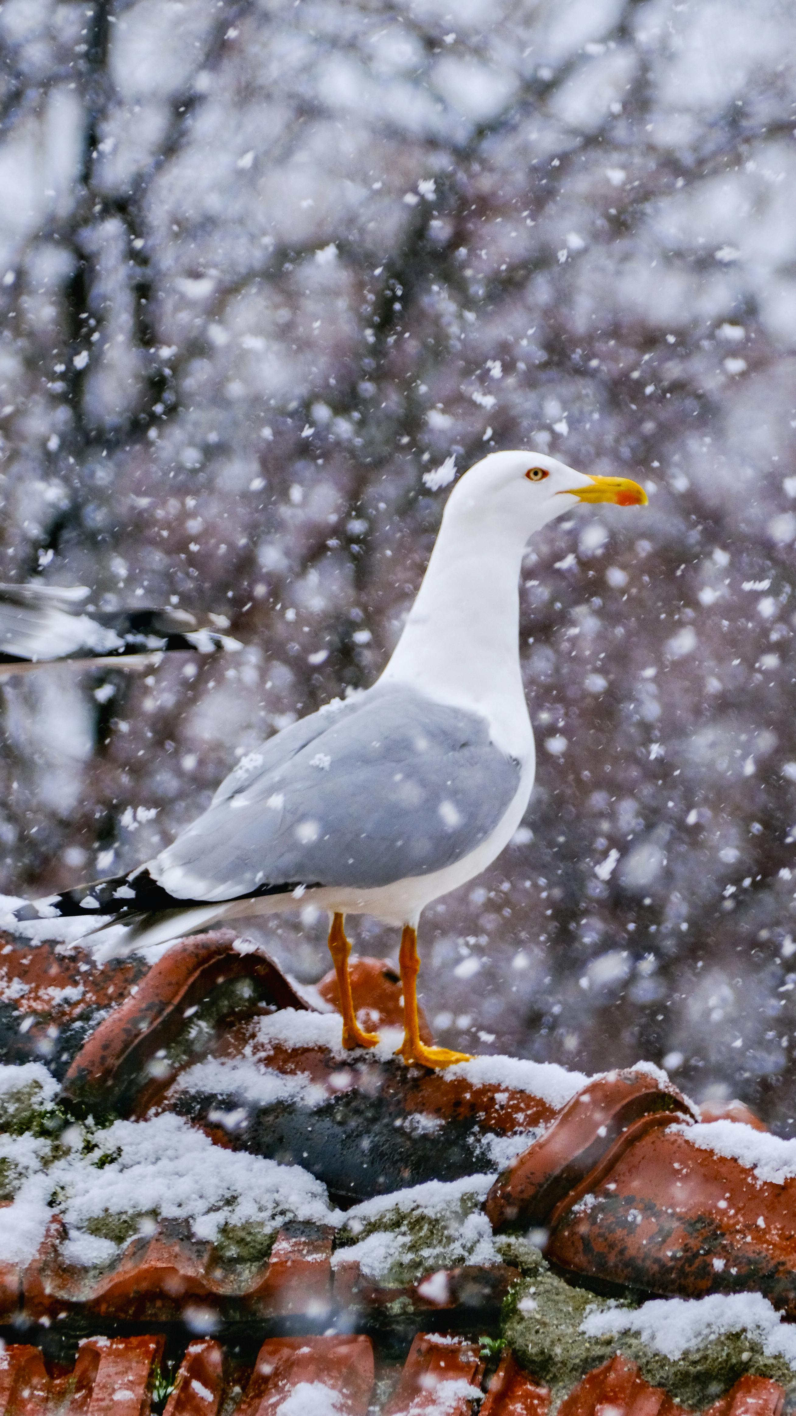 İrfan Simsar - Fotografía