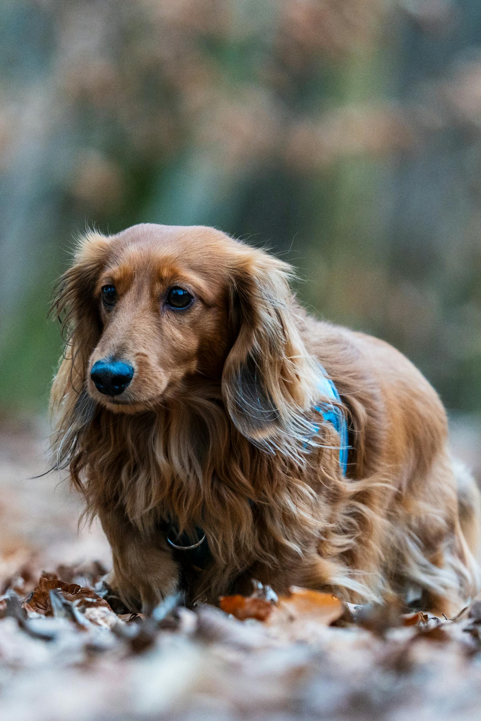 Dachshund Photos, Download The BEST Free Dachshund Stock Photos & HD Images