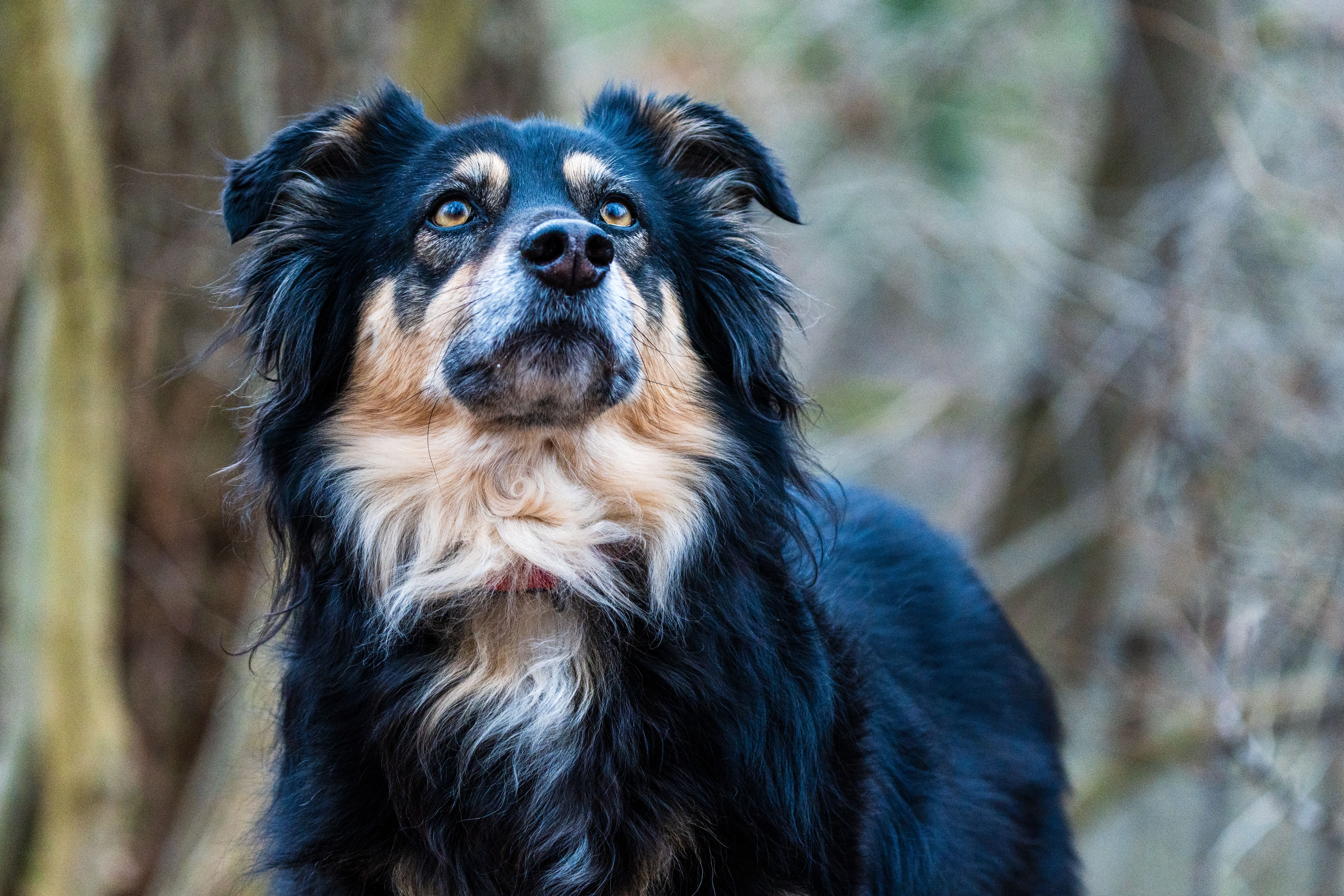 Portrait of a Border Collie in Nature · Free Stock Photo