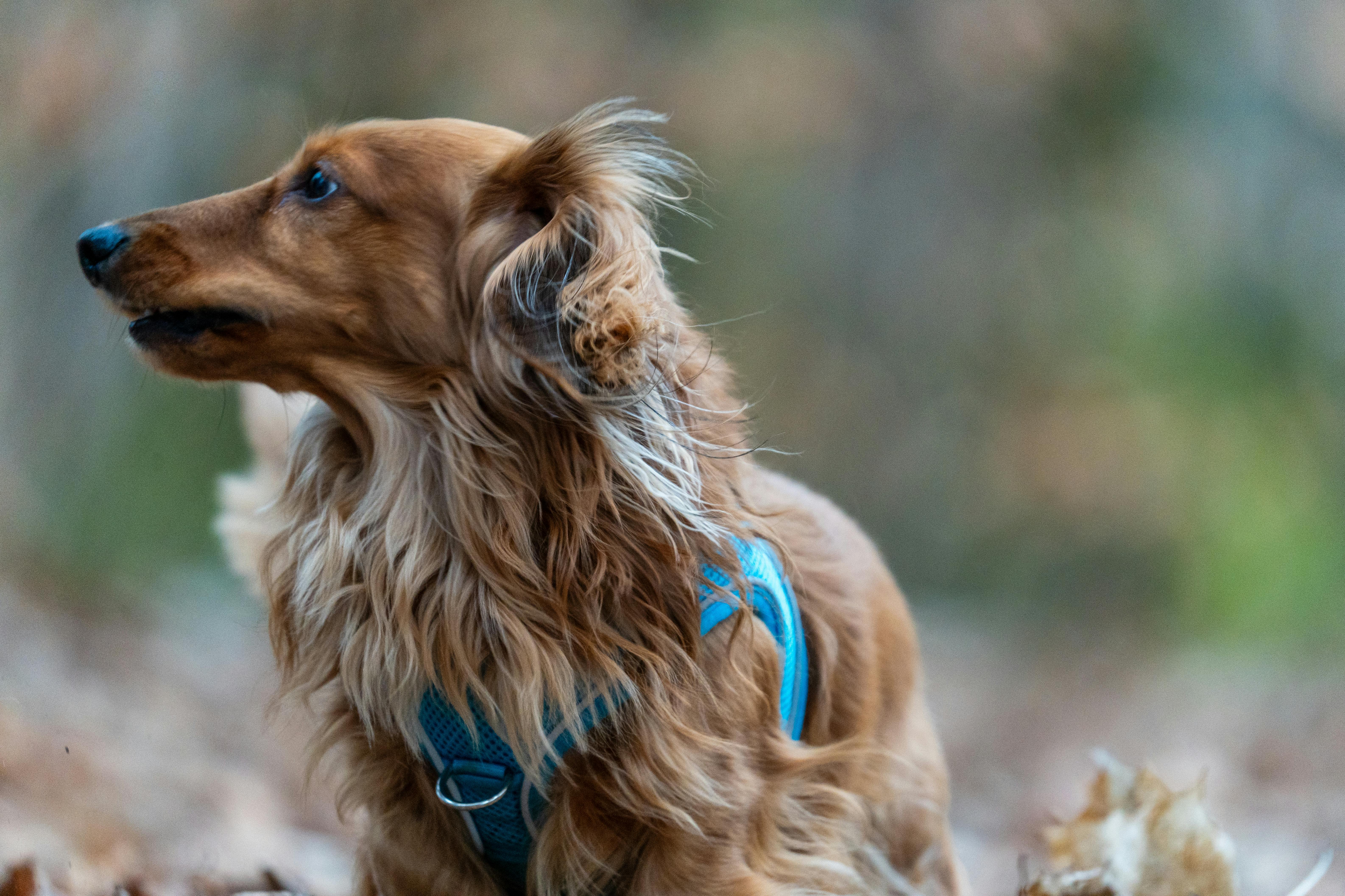 Golden Cocker Spaniel Outdoors in Blue Harness · Free Stock Photo