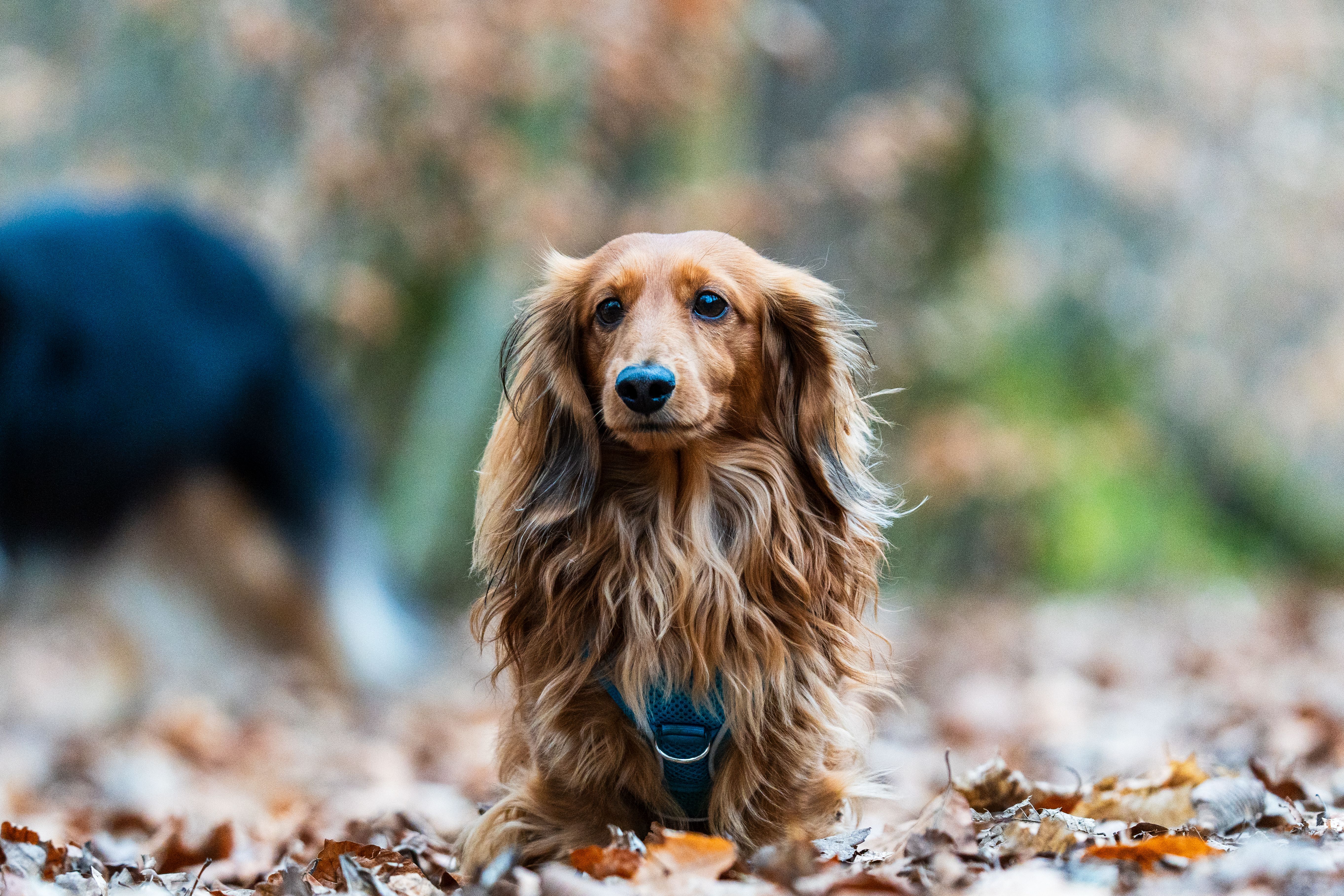 Dachshund Longhaired: Happy Health & Grooming Essentials