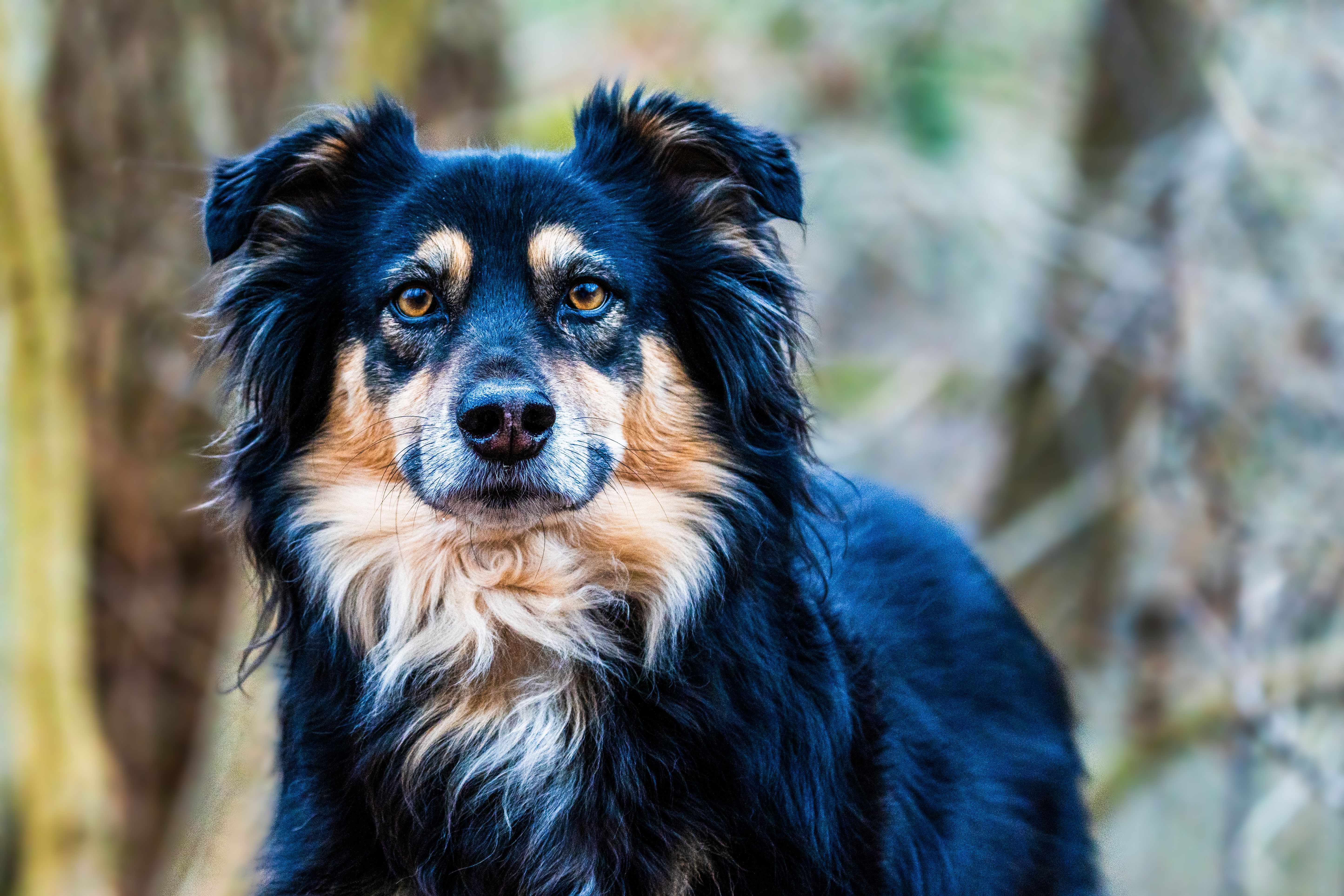 Retrato En Primer Plano De Un Border Collie En La Naturaleza · Foto de ...