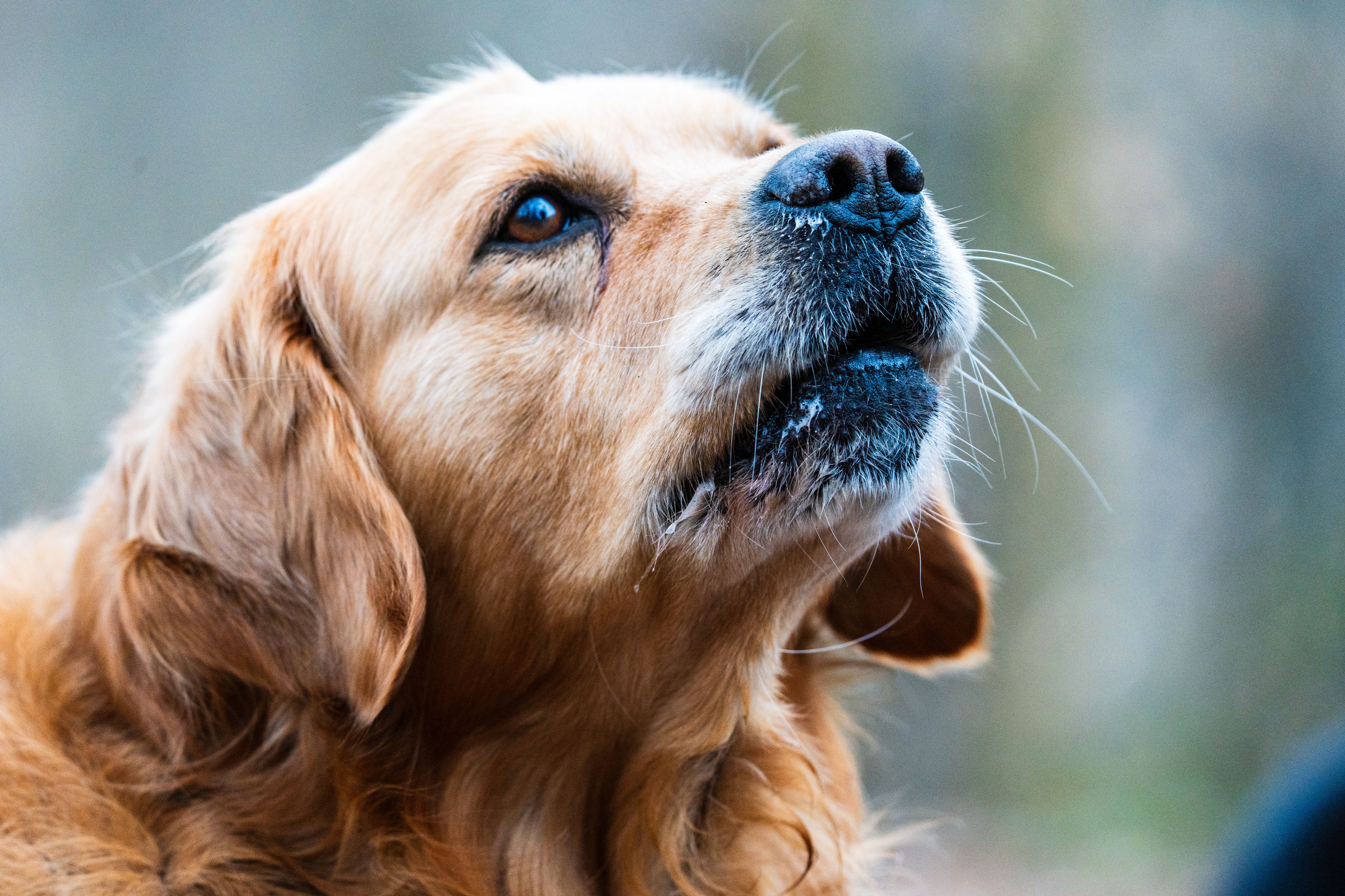 Golden Retriever Close-Up Portrait Outdoors · Free Stock Photo